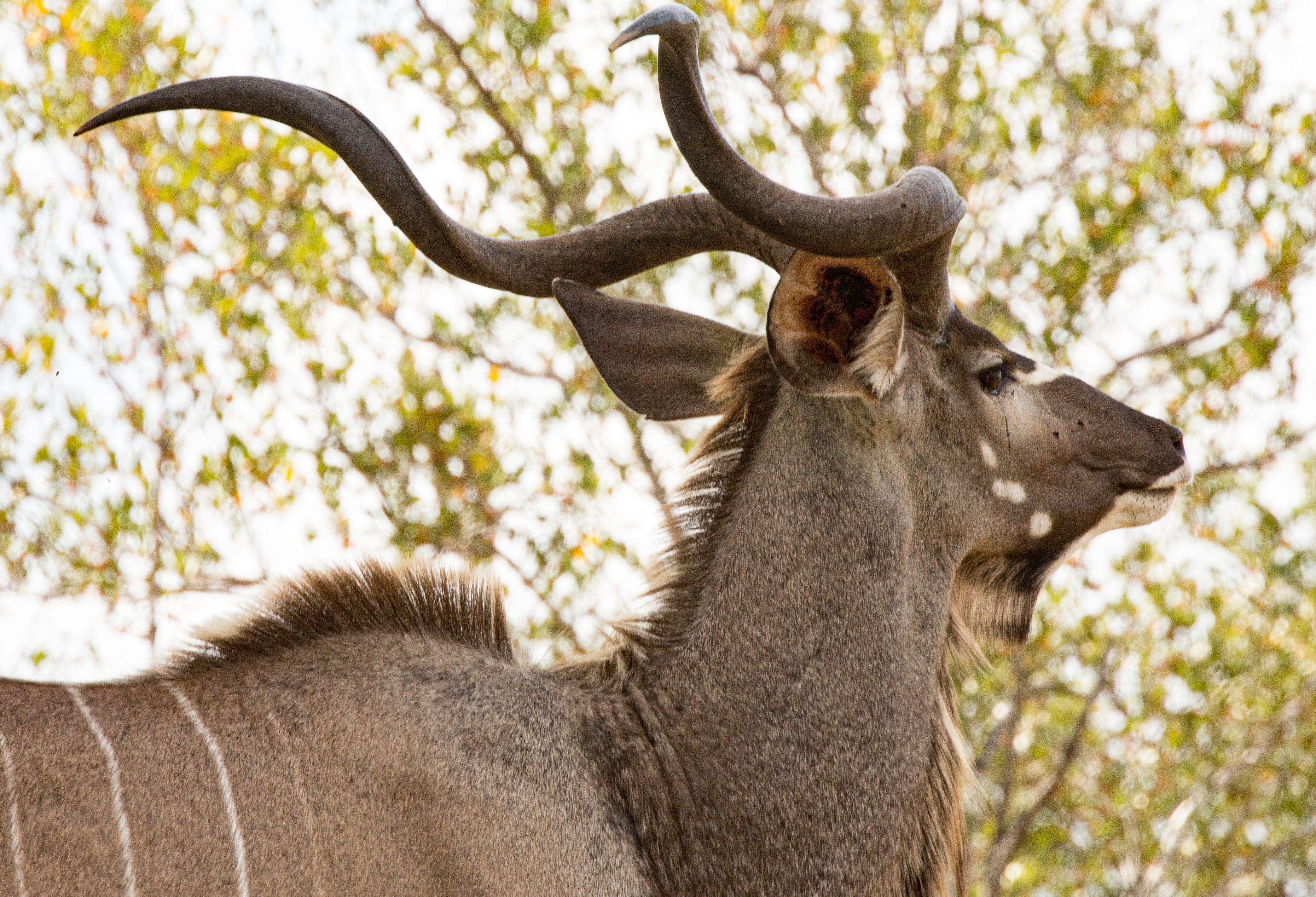 Antelope with curved sharp horns among green bushes · Free Stock Photo