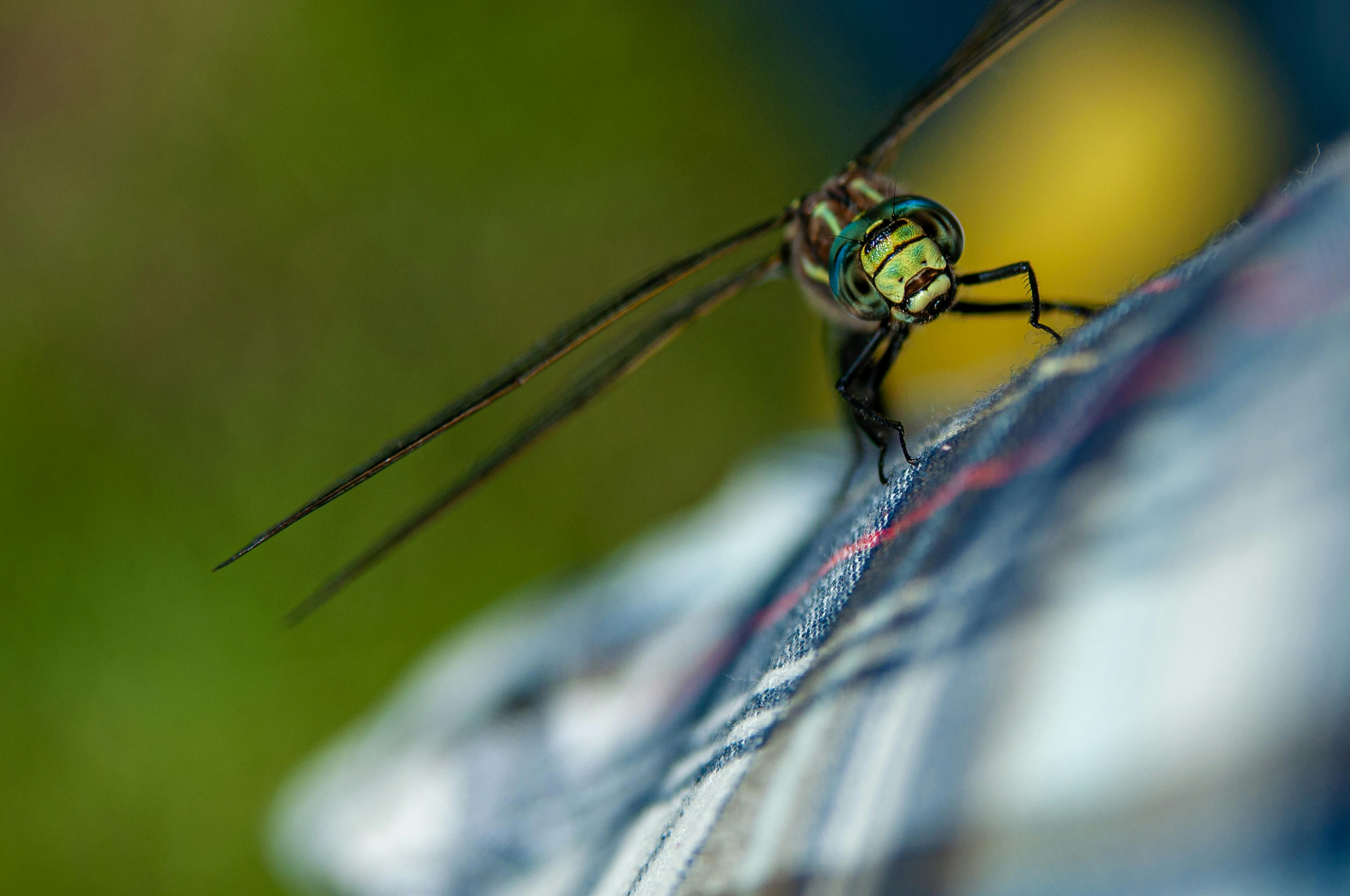 Green Walking Stick Insect · Free Stock Photo