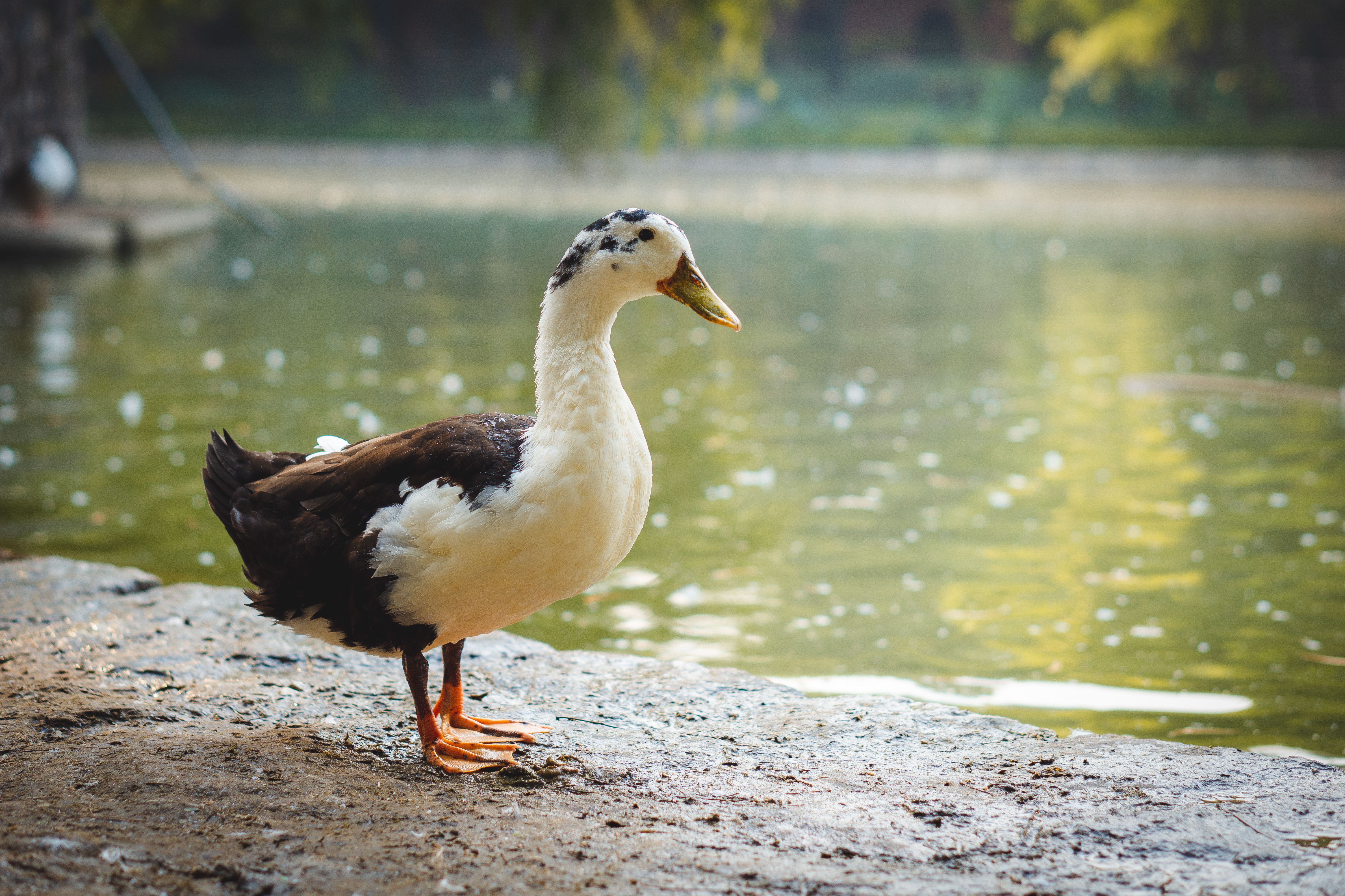 Magpie Duck Standing Beside a Pond · Free Stock Photo