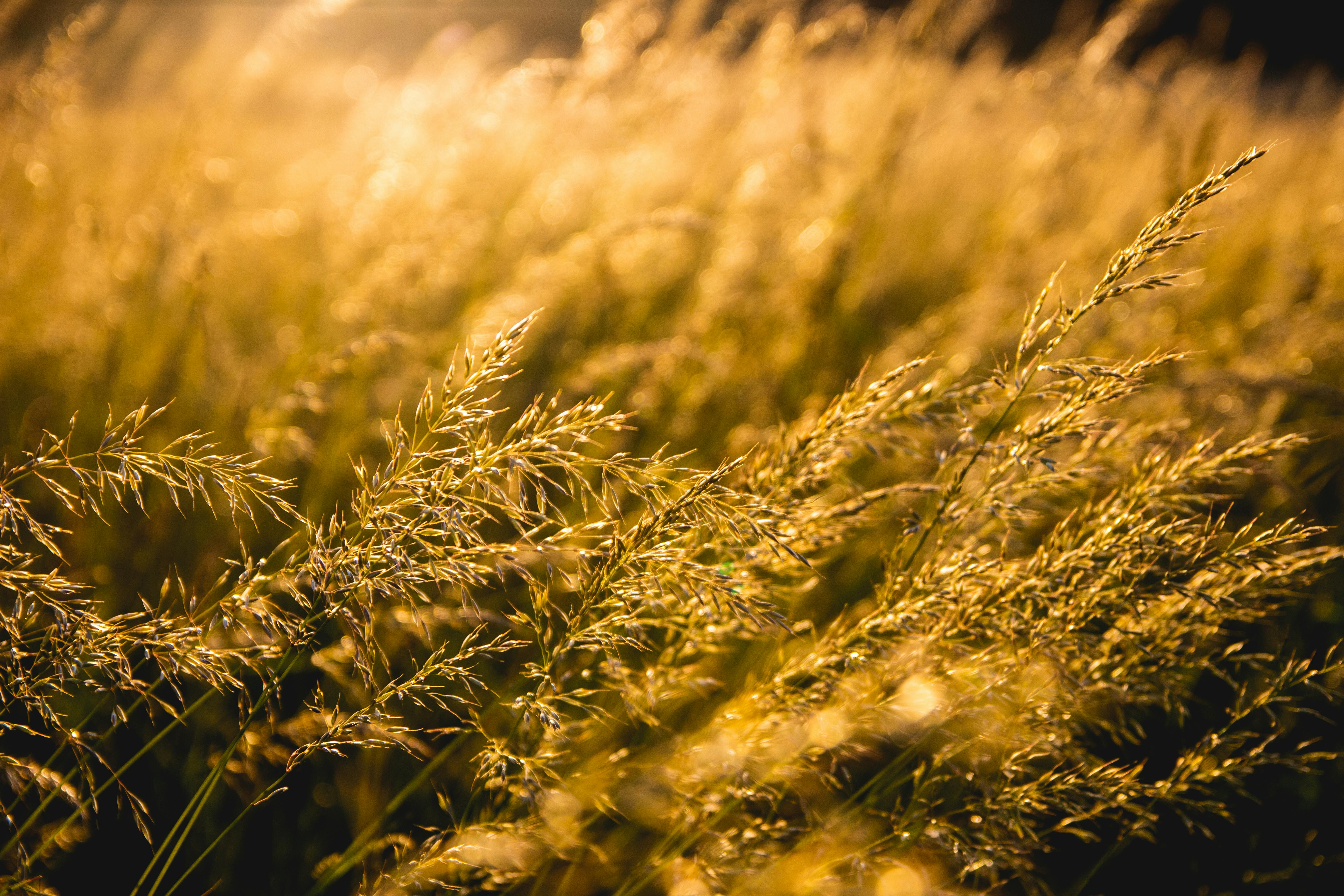 Grass in Sunlight · Free Stock Photo