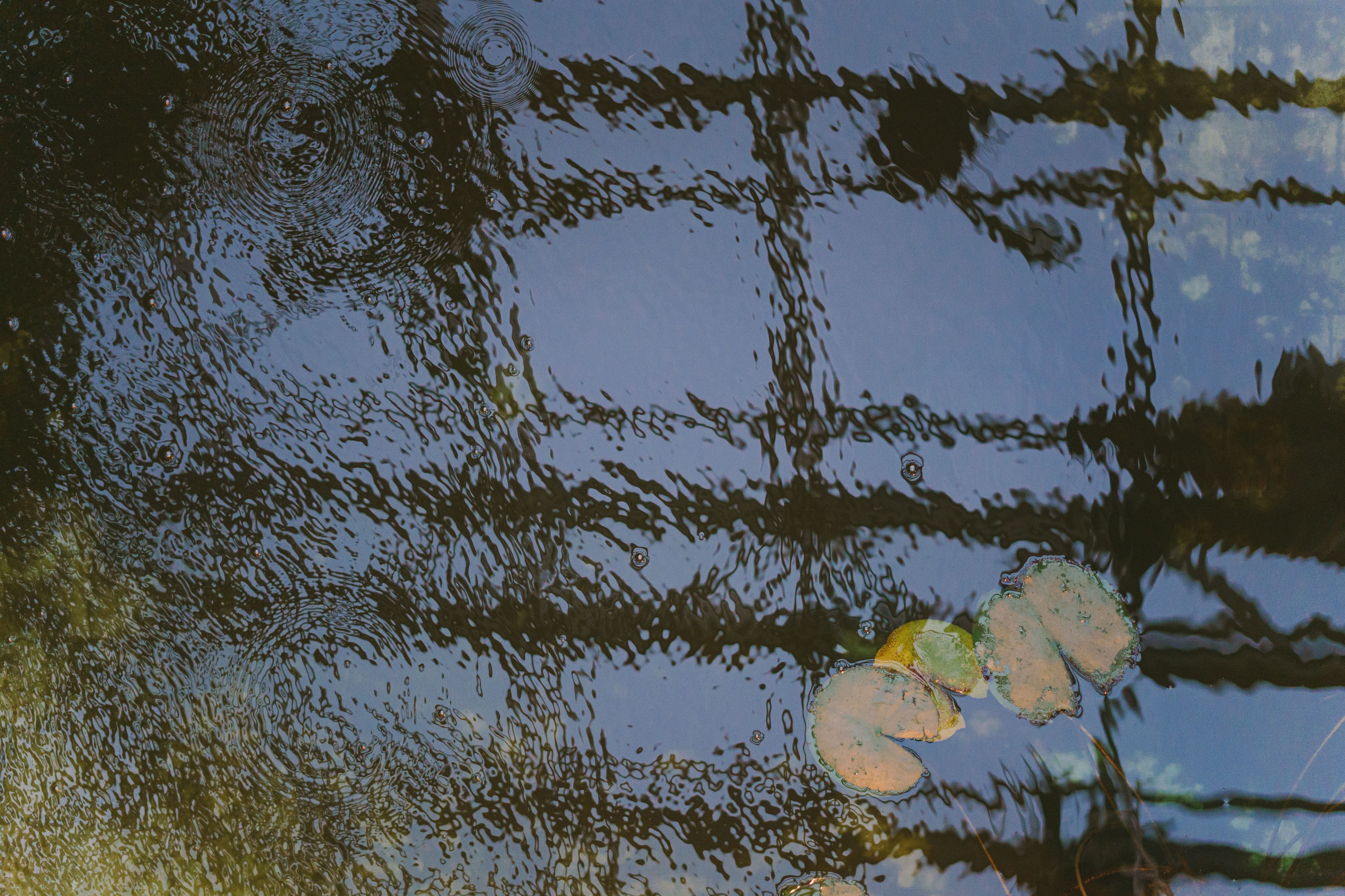 Reflection of Trees on Ripple Water · Free Stock Photo