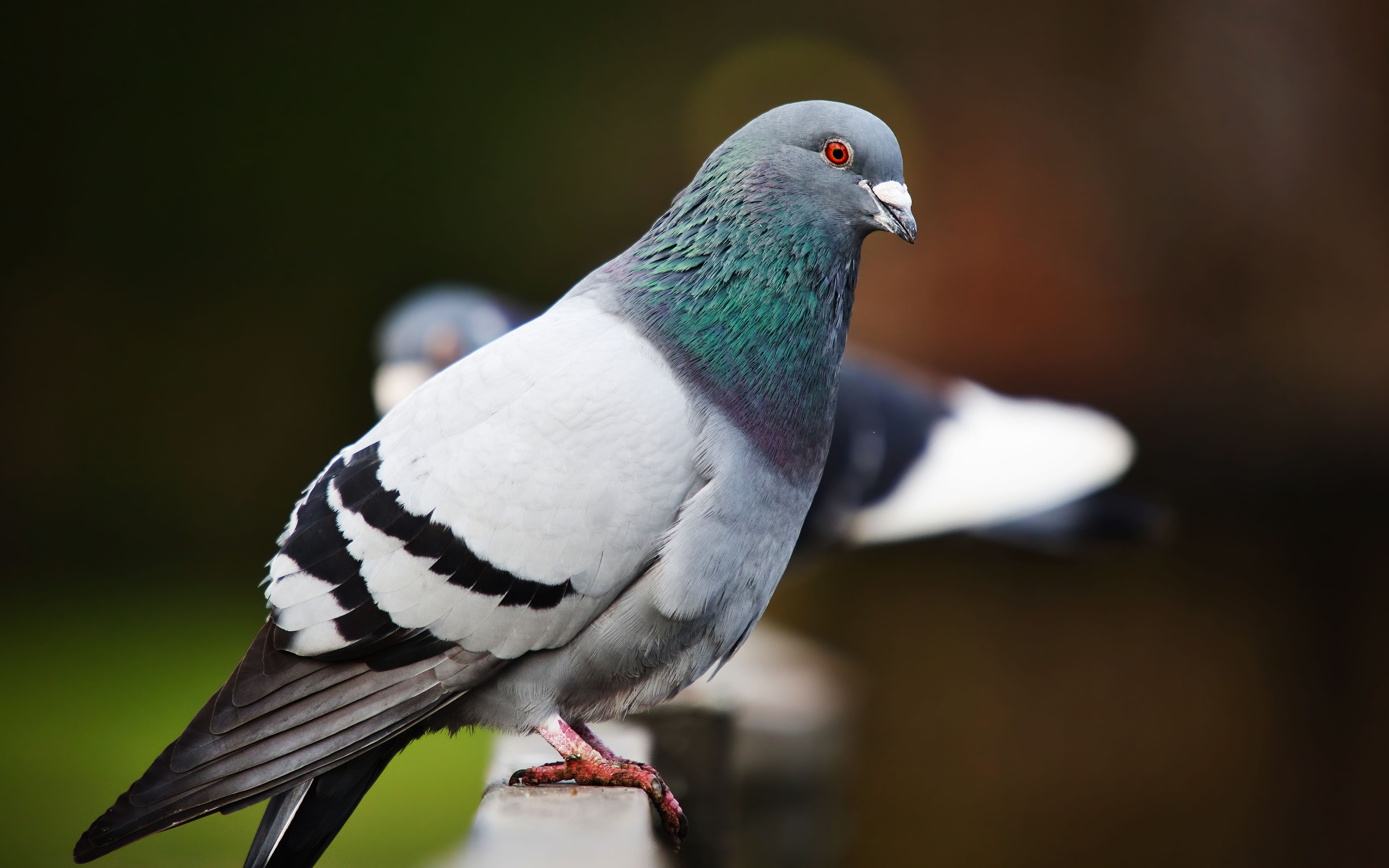 Portrait of Feral Pigeon Bird · Free Stock Photo