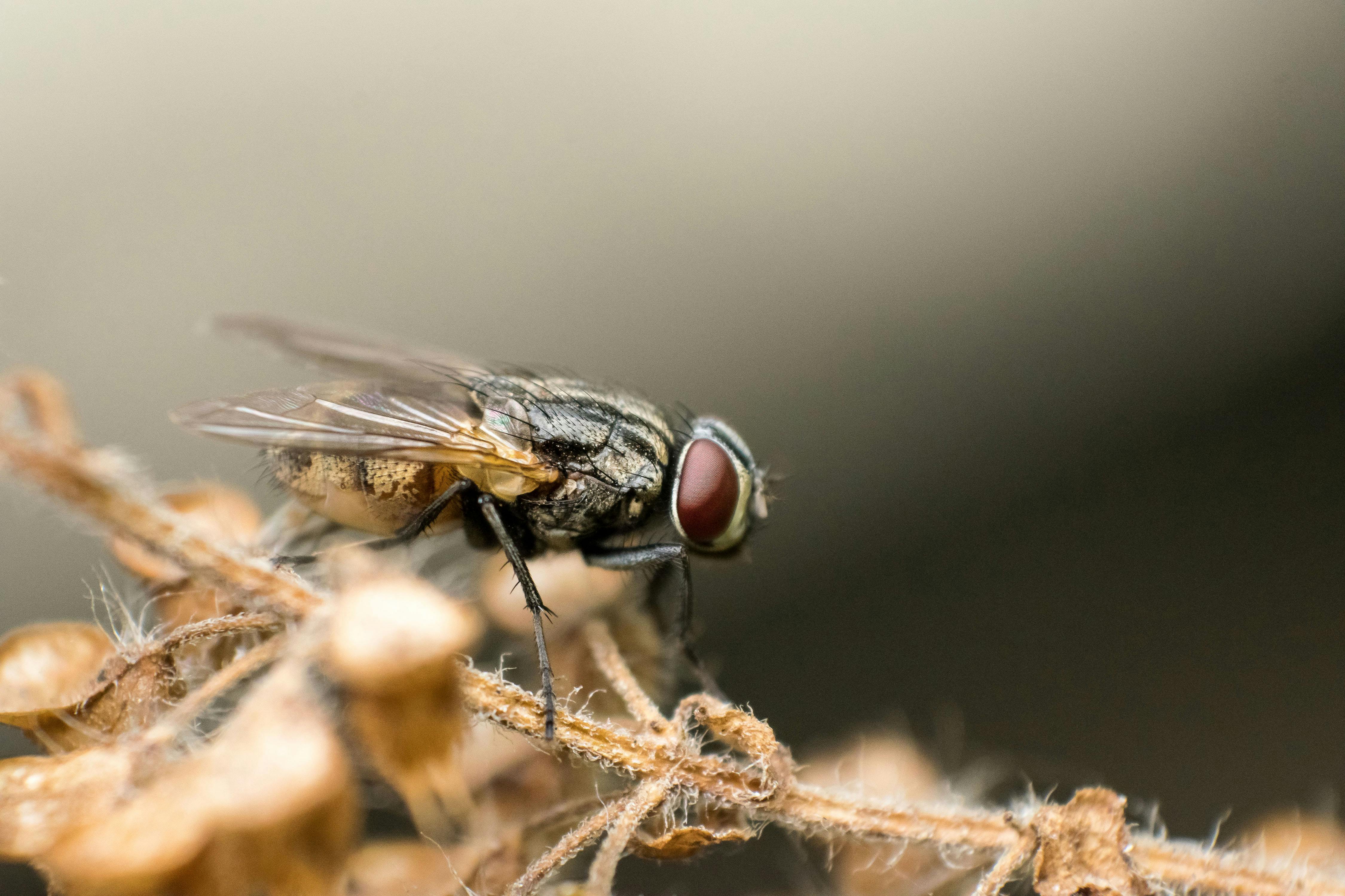 Close Up Photo of a Fly · Free Stock Photo