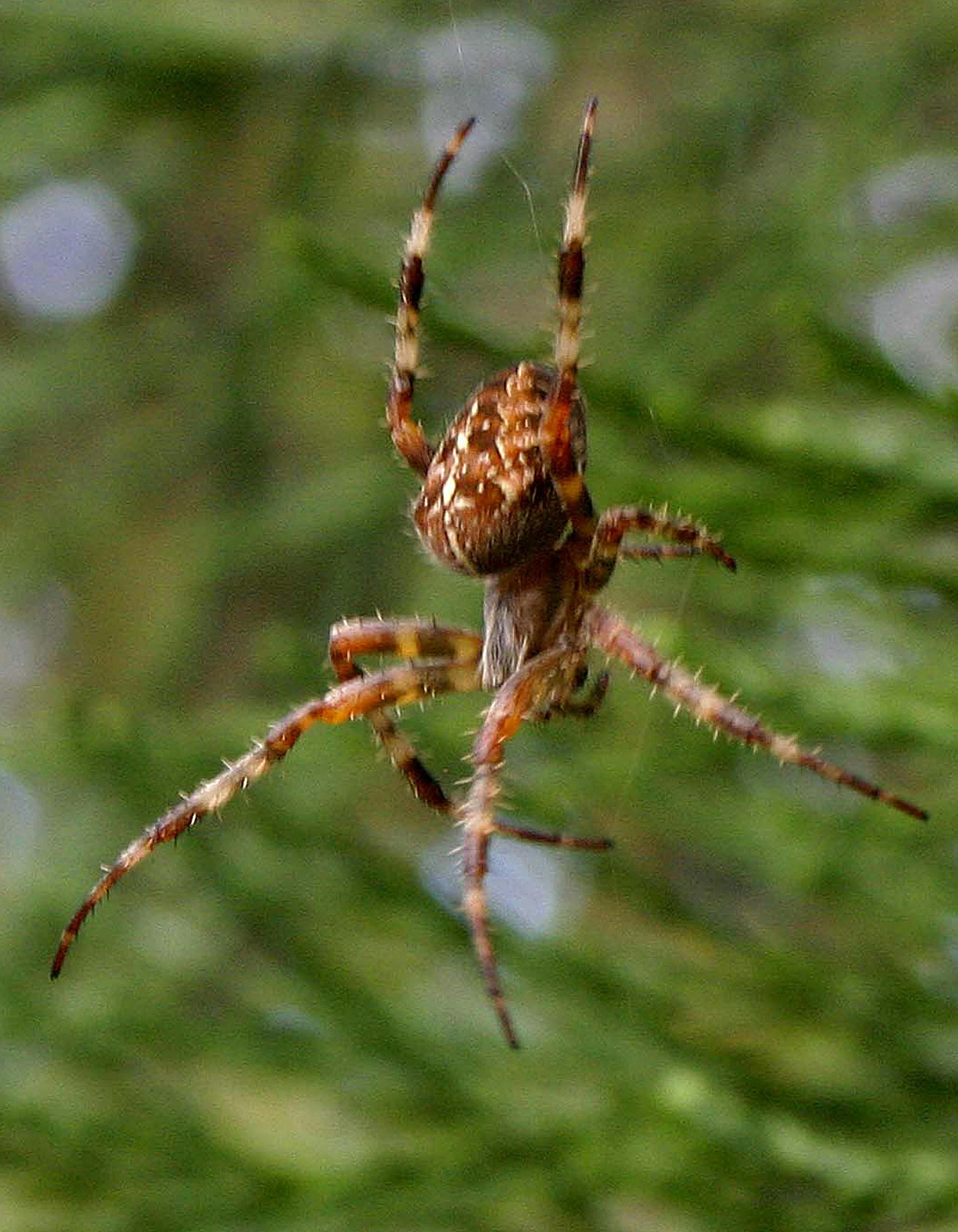 Spiders 86 Photos & Videos Collected by Tim