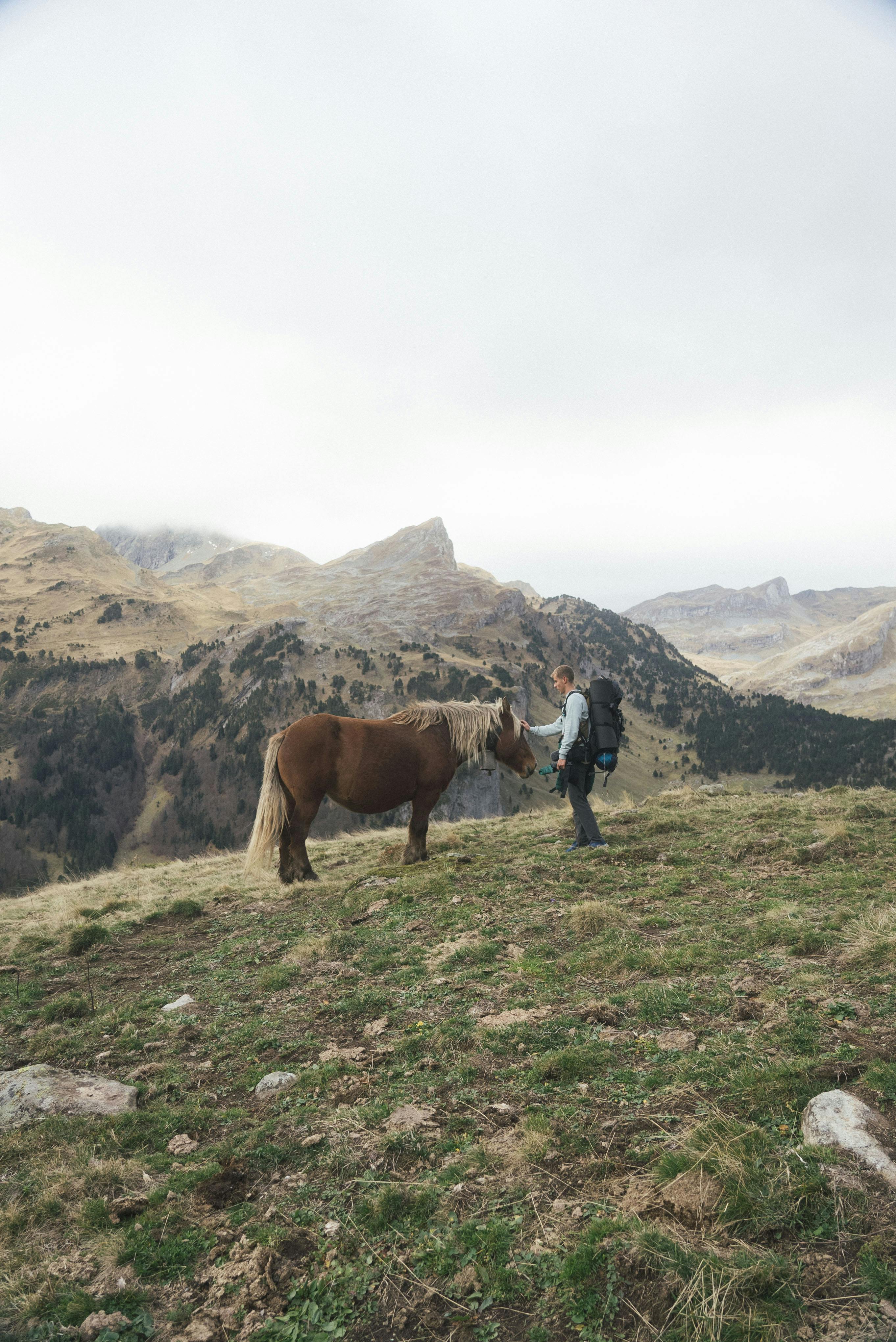 Horse Lope Photos, Download The BEST Free Horse Lope Stock Photos & HD ...