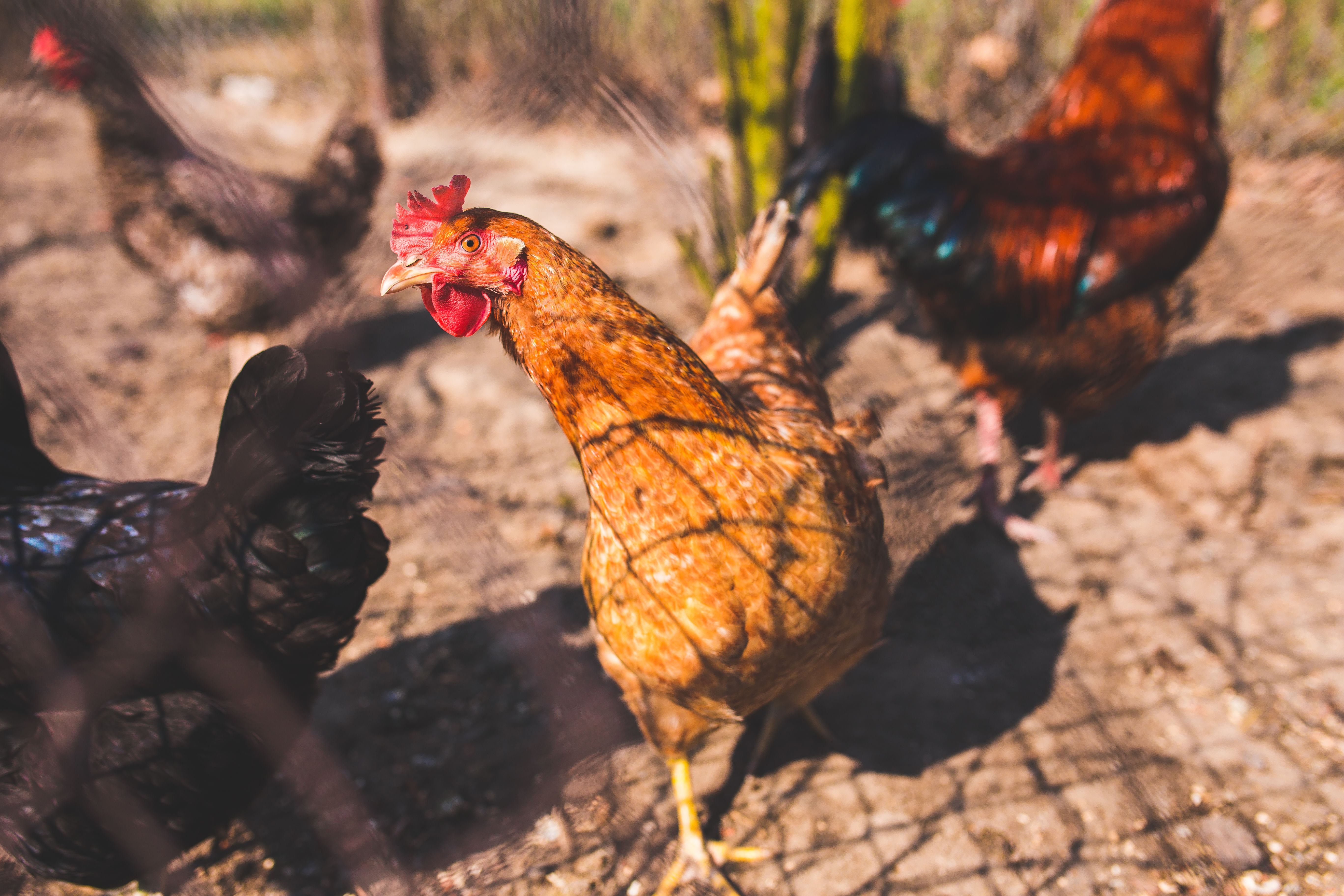 Nigerian Chicken Photos, Download The BEST Free Nigerian Chicken Stock ...