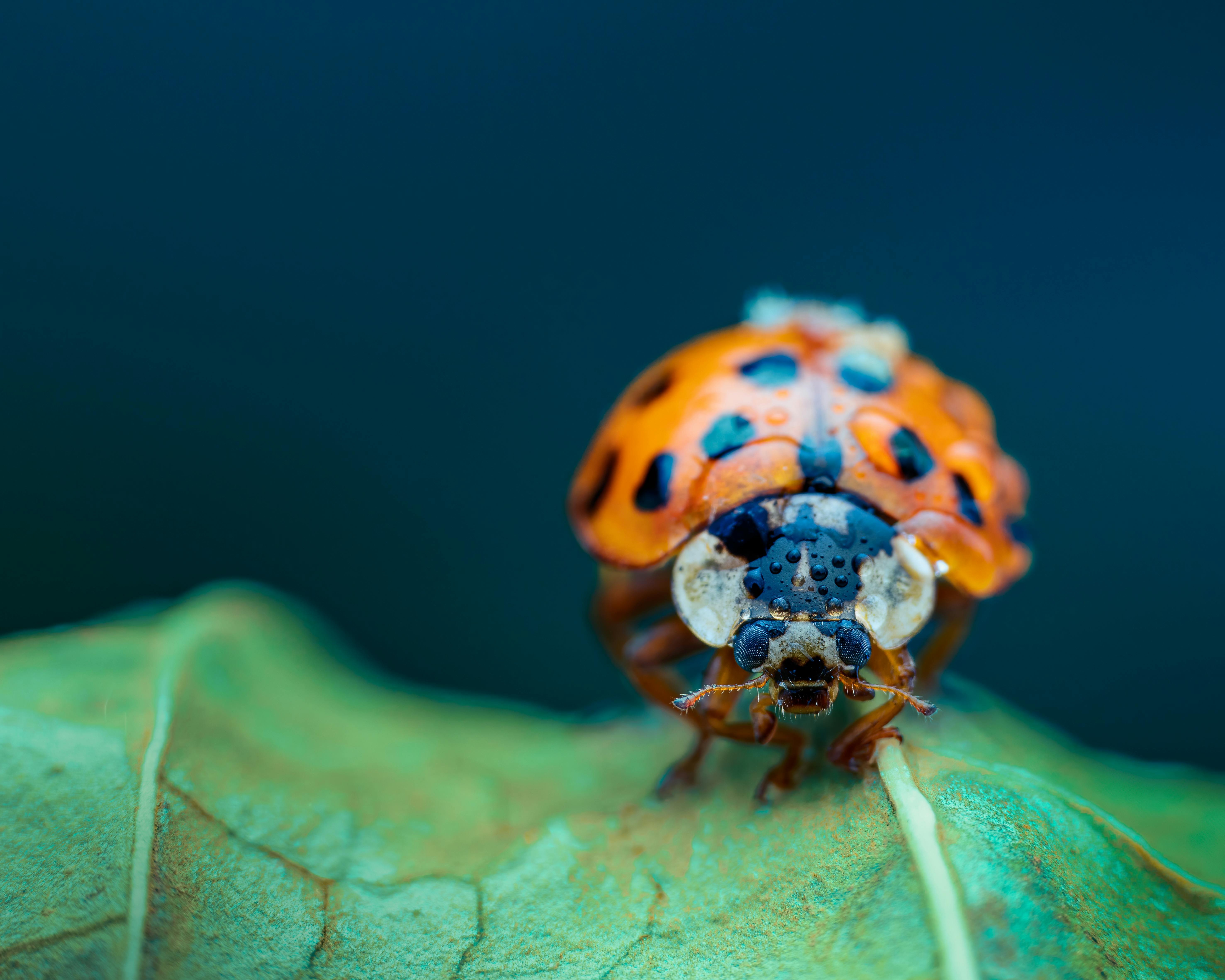 Wet shiny ladybug on fresh green leaf · Free Stock Photo