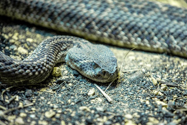 Endangered Snakes in North America: Conservation Efforts