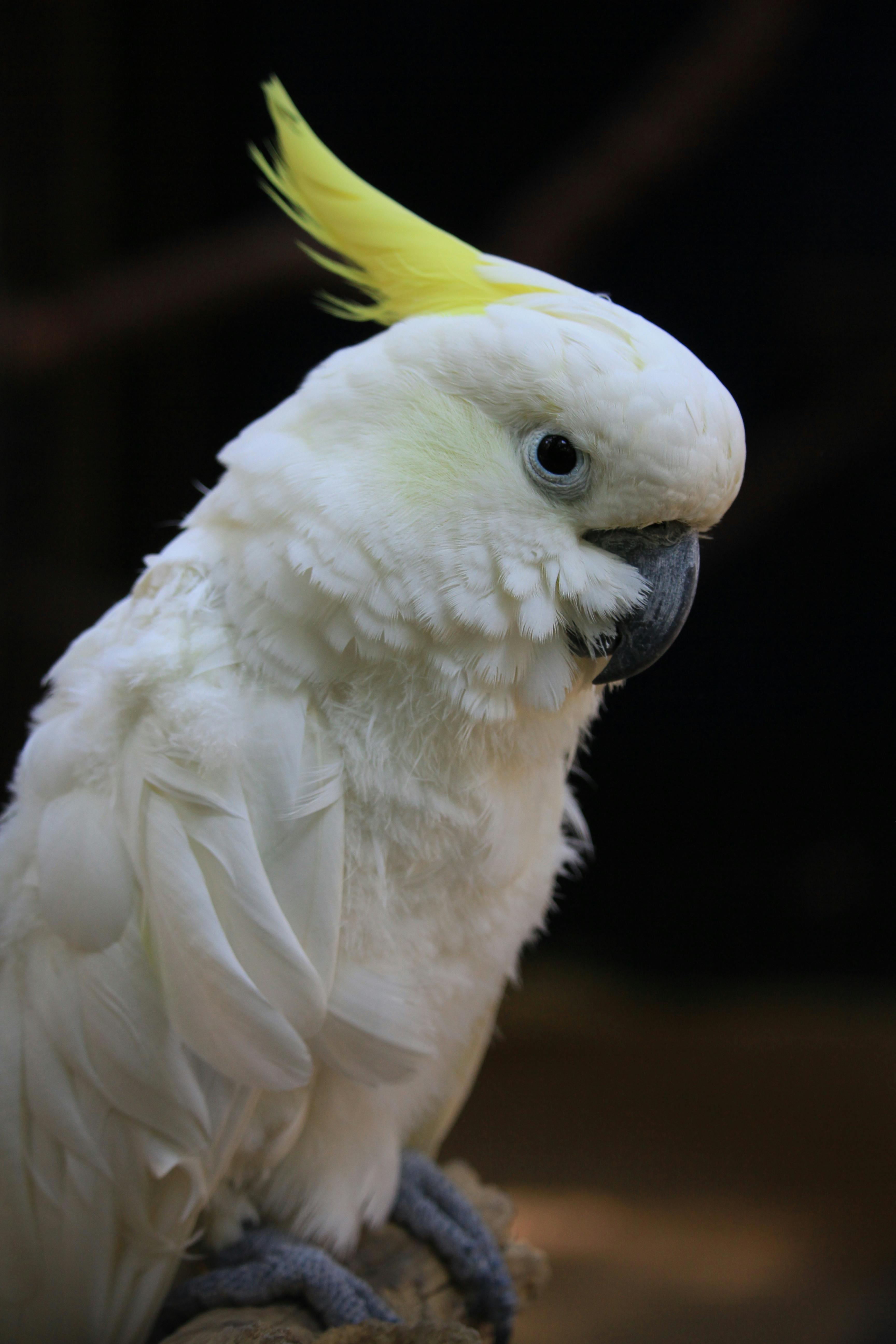 Cacatua Galerita Photos, Download The BEST Free Cacatua Galerita Stock ...