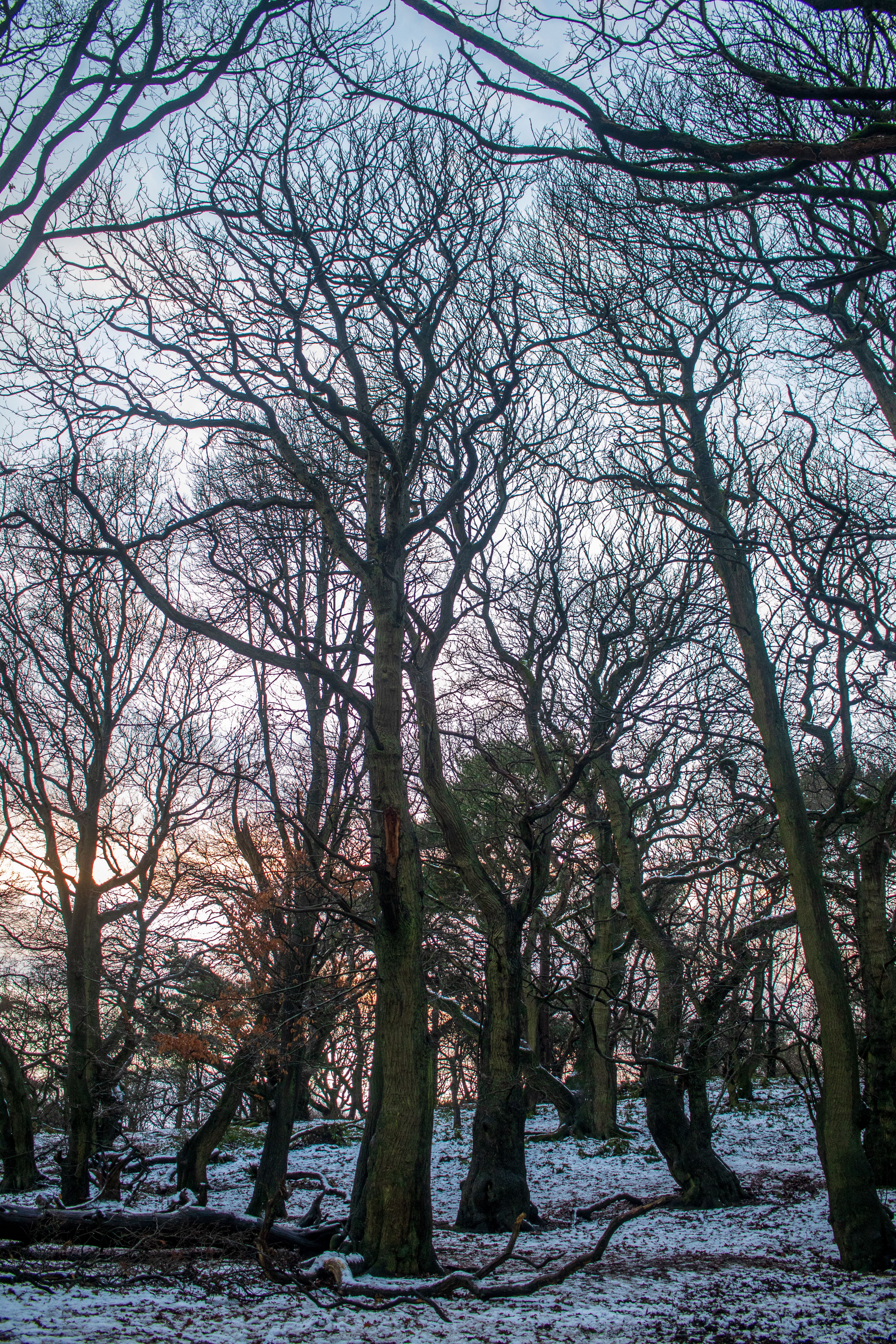 Leafless Trees in the Woods · Free Stock Photo