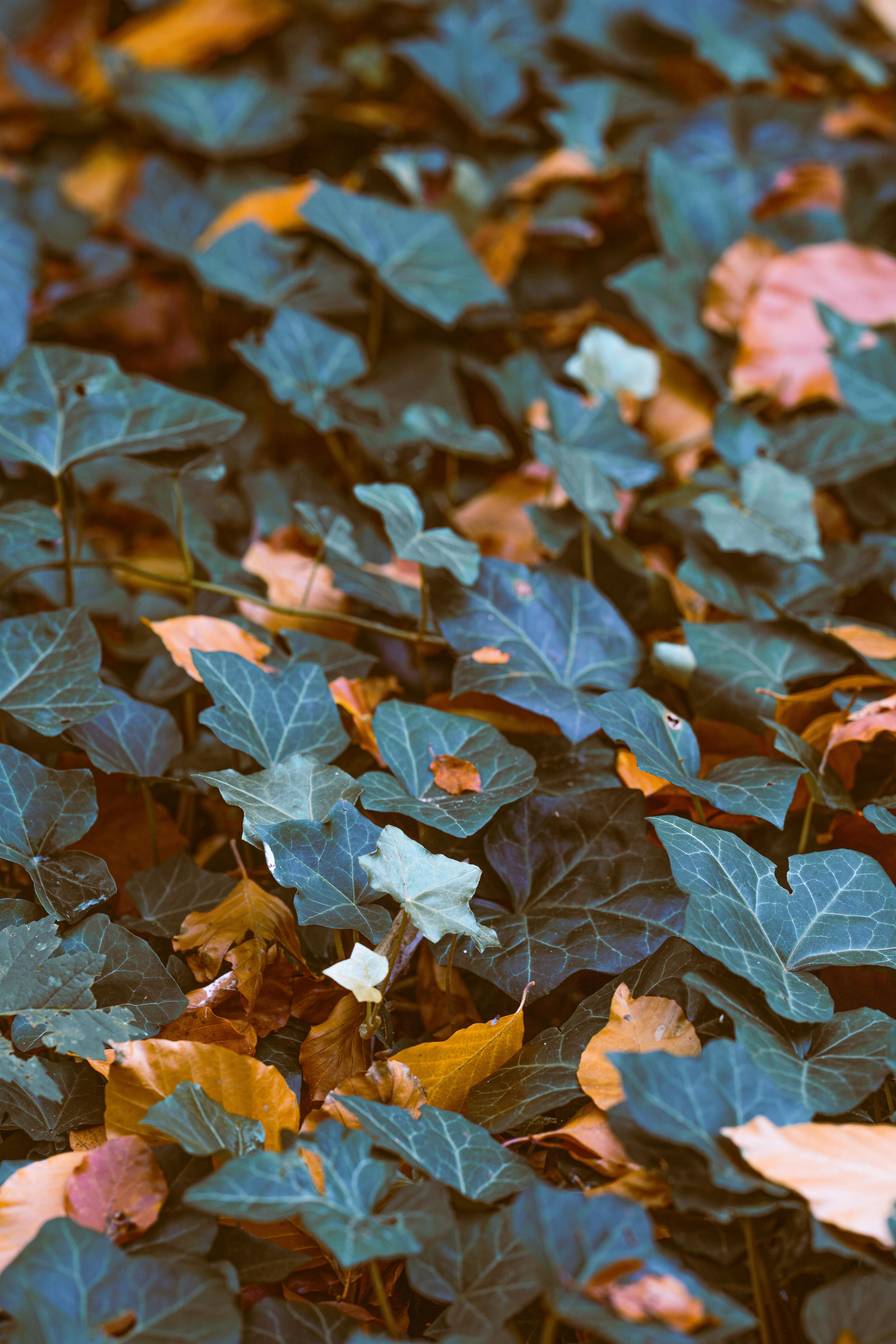 Shadow of plant on house wall at sunset · Free Stock Photo