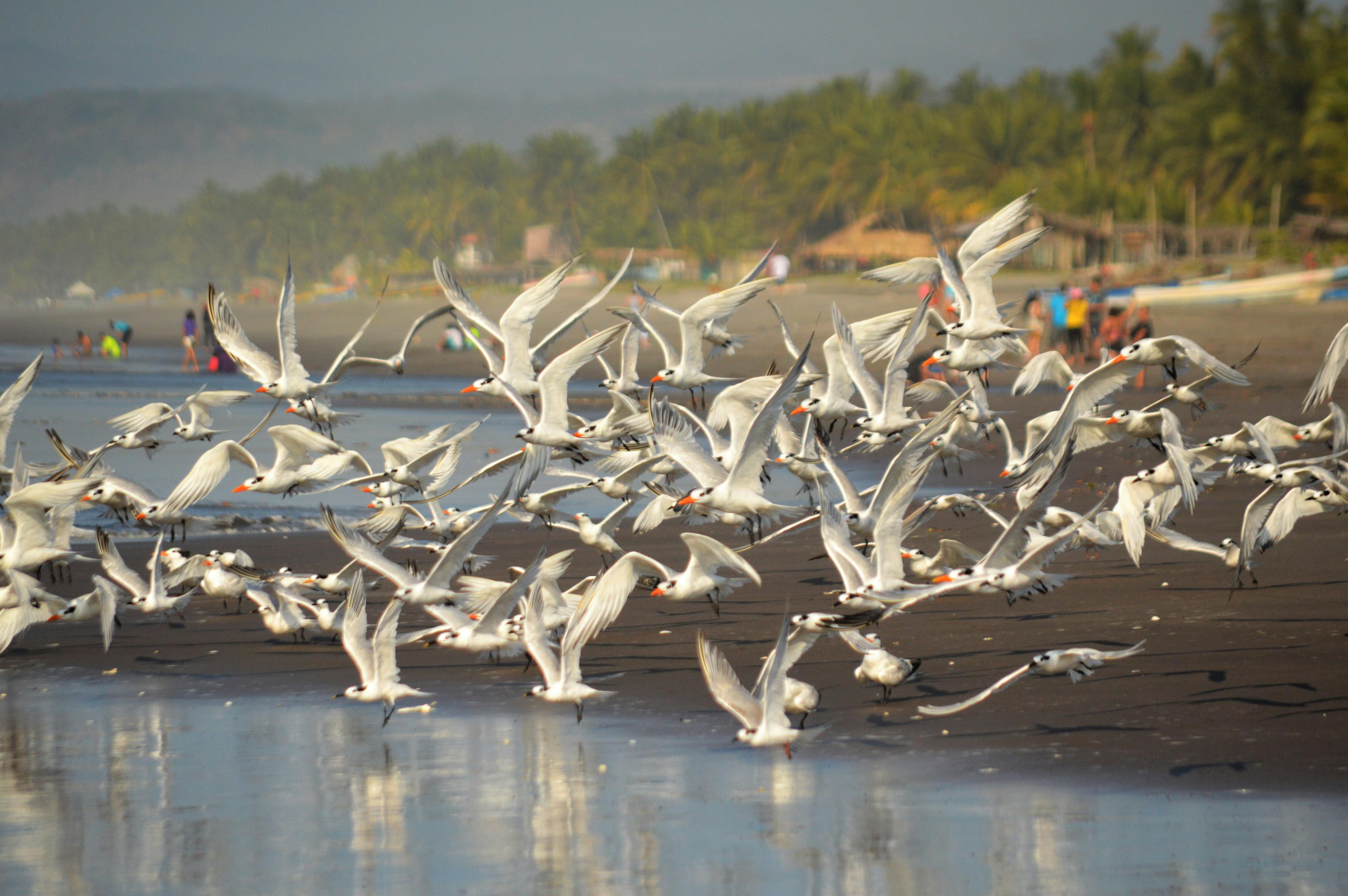 White Birds on Water · Free Stock Photo