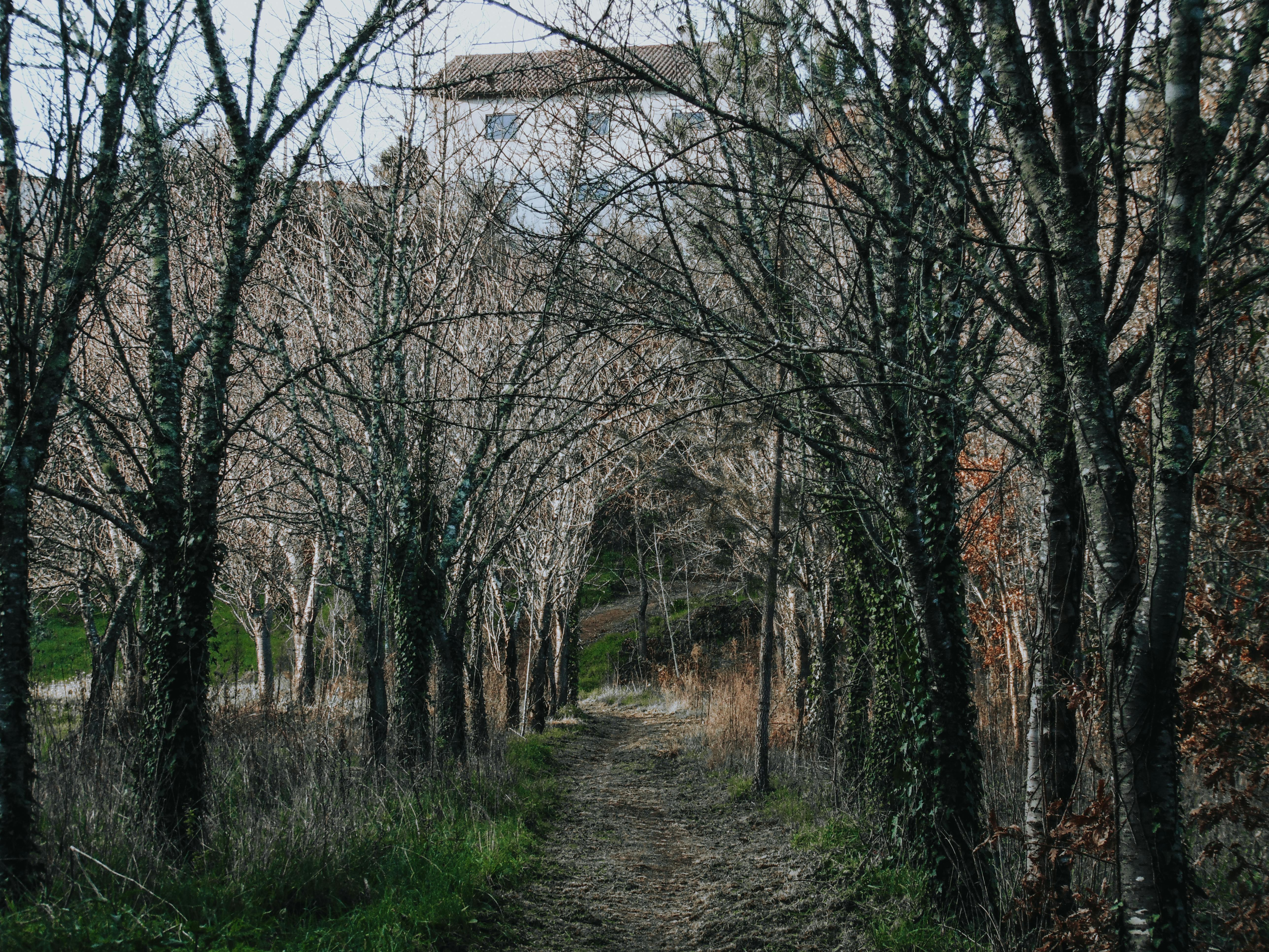 Forest · Free Stock Photo