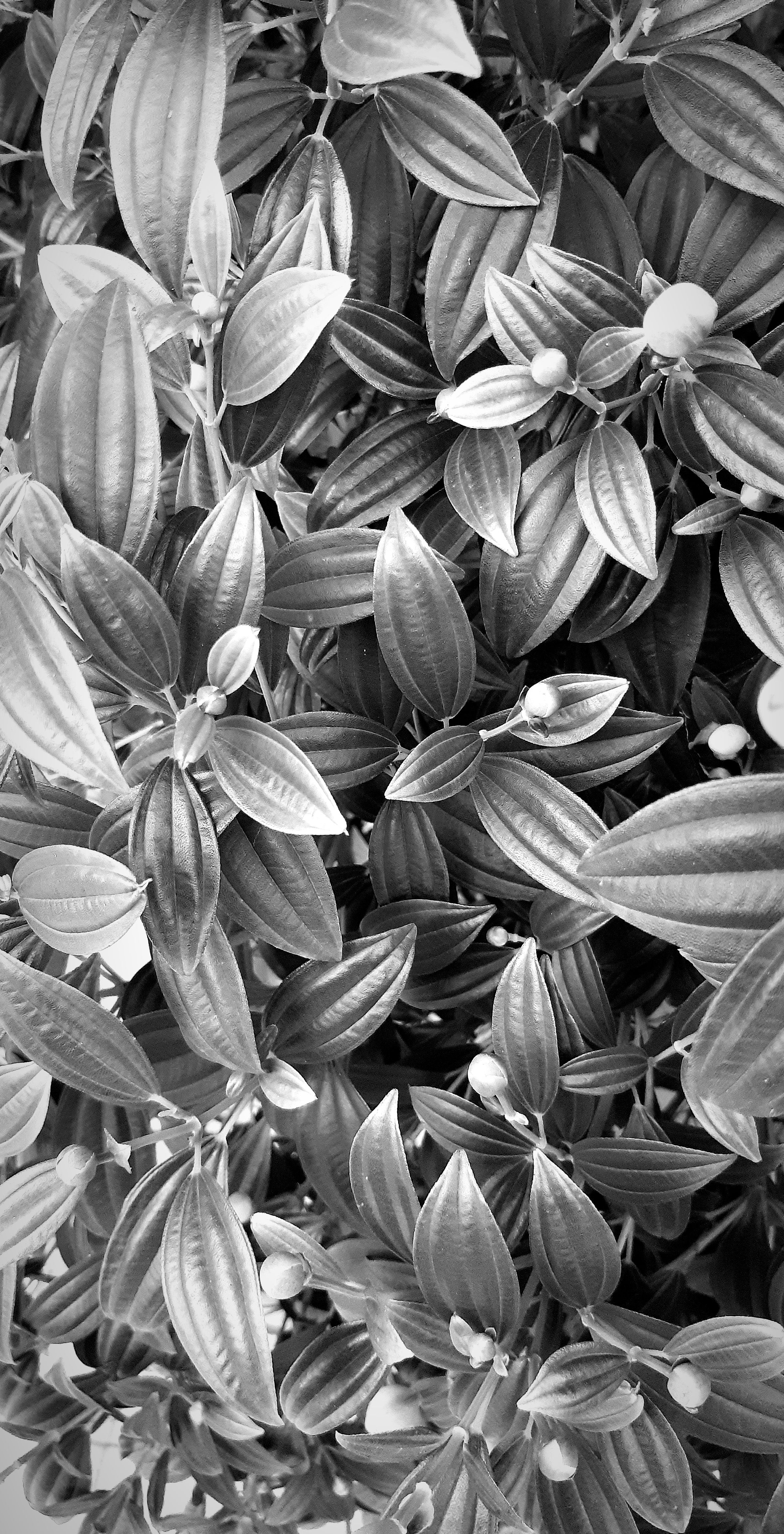 Black and white photograph of a plant · Free Stock Photo