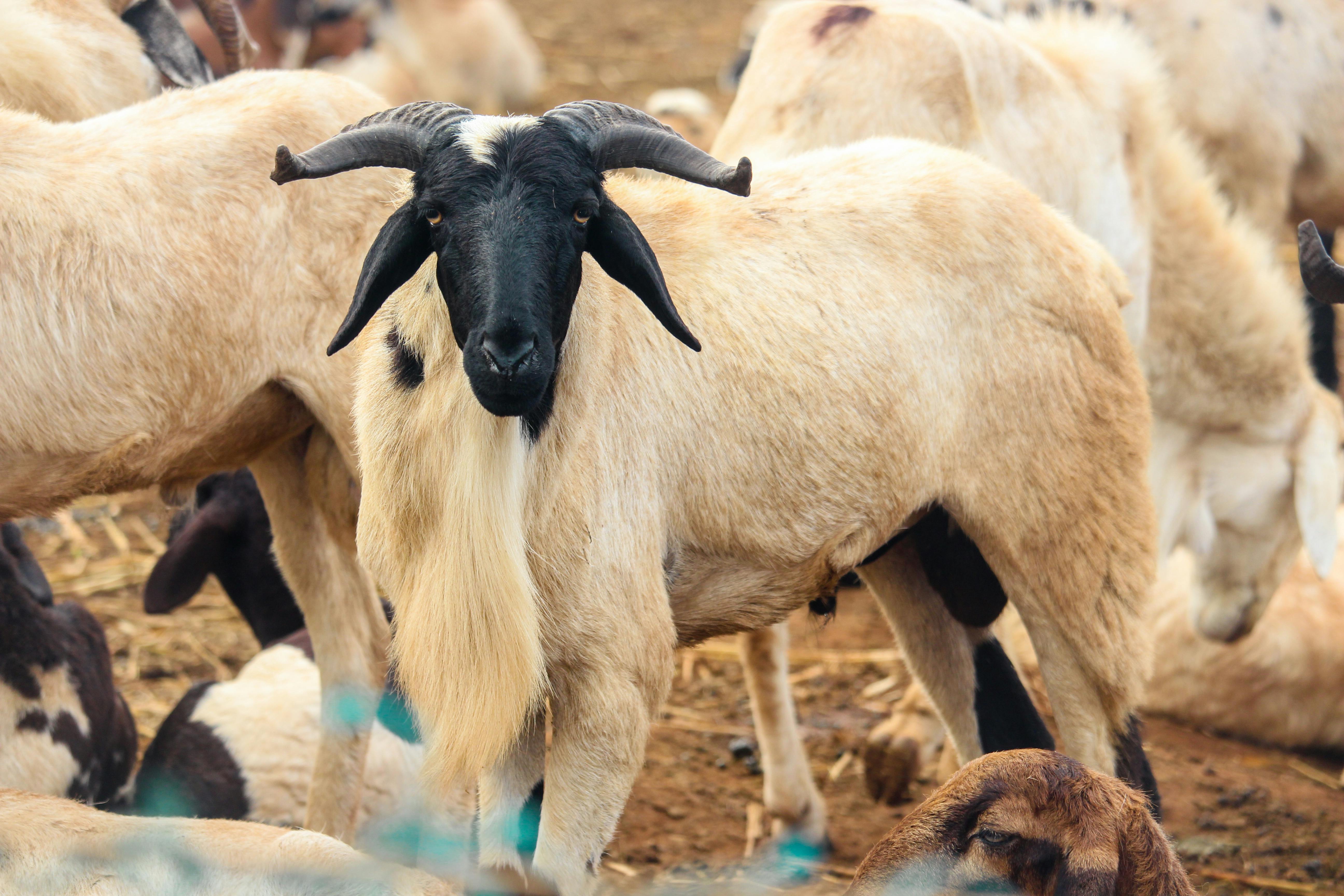 Close-Up Shot of a Goat Looking at Camera · Free Stock Photo