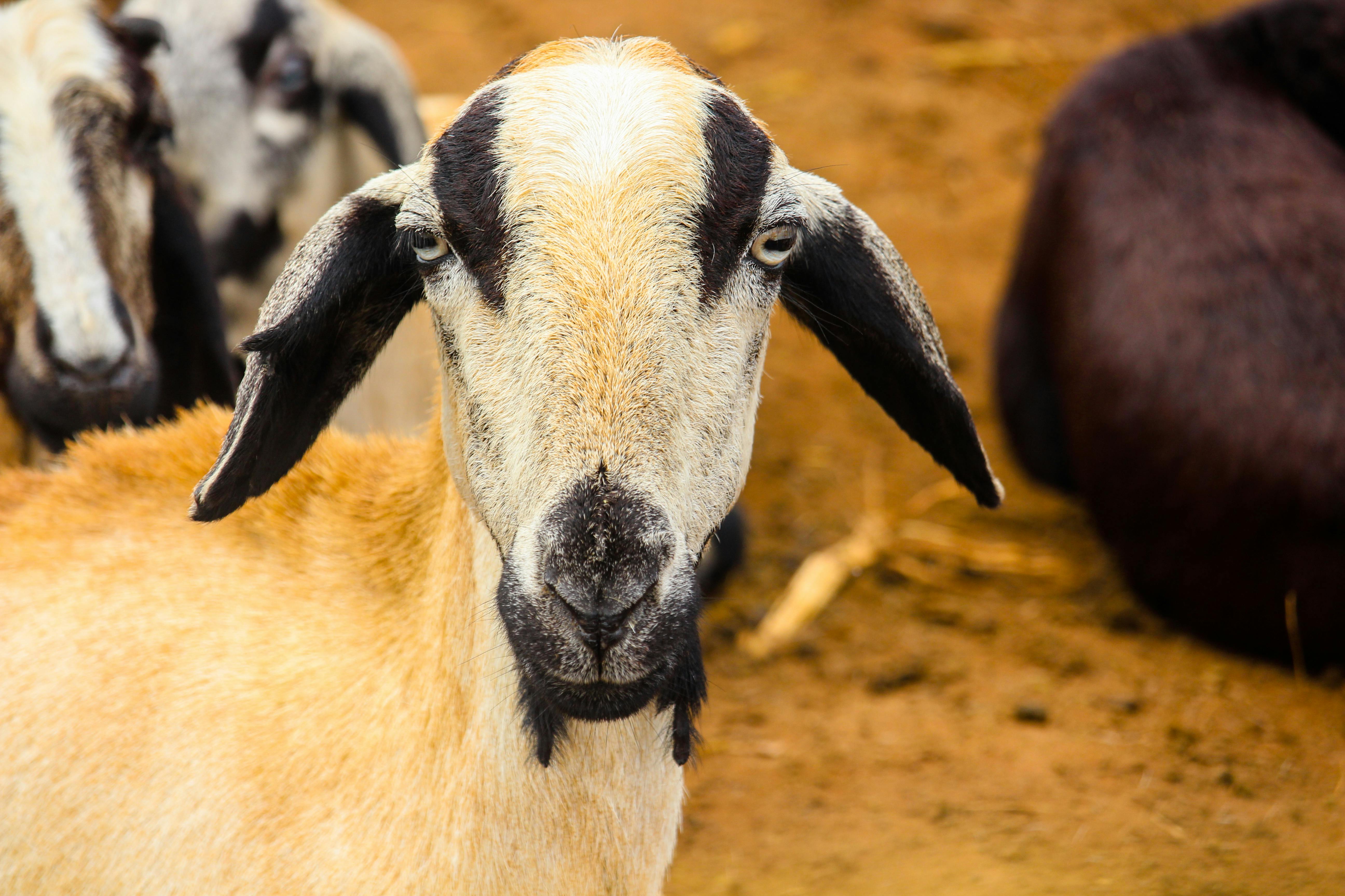 White Goat Leaning on Fence · Free Stock Photo