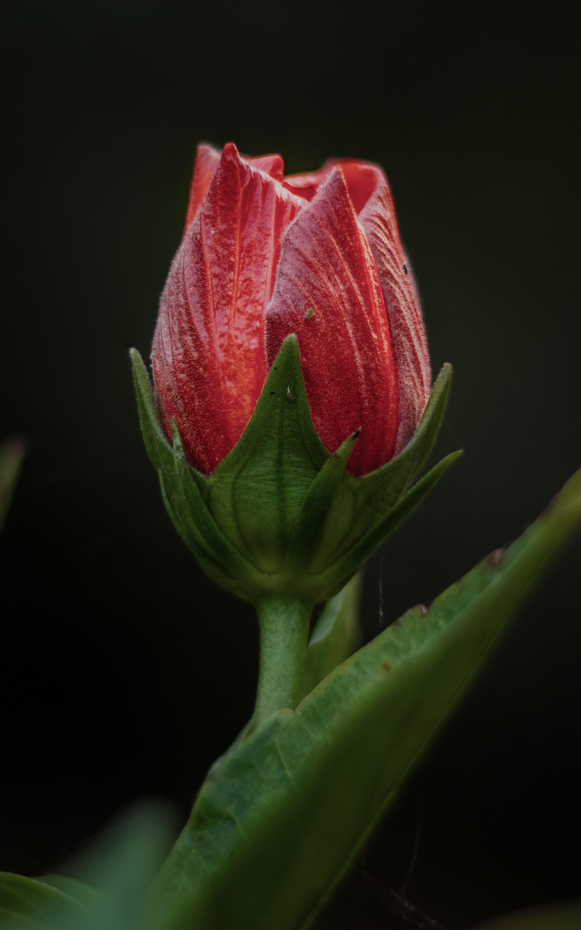 Close Up Photo of Magnolia Liliflora Flower Bud · Free Stock Photo