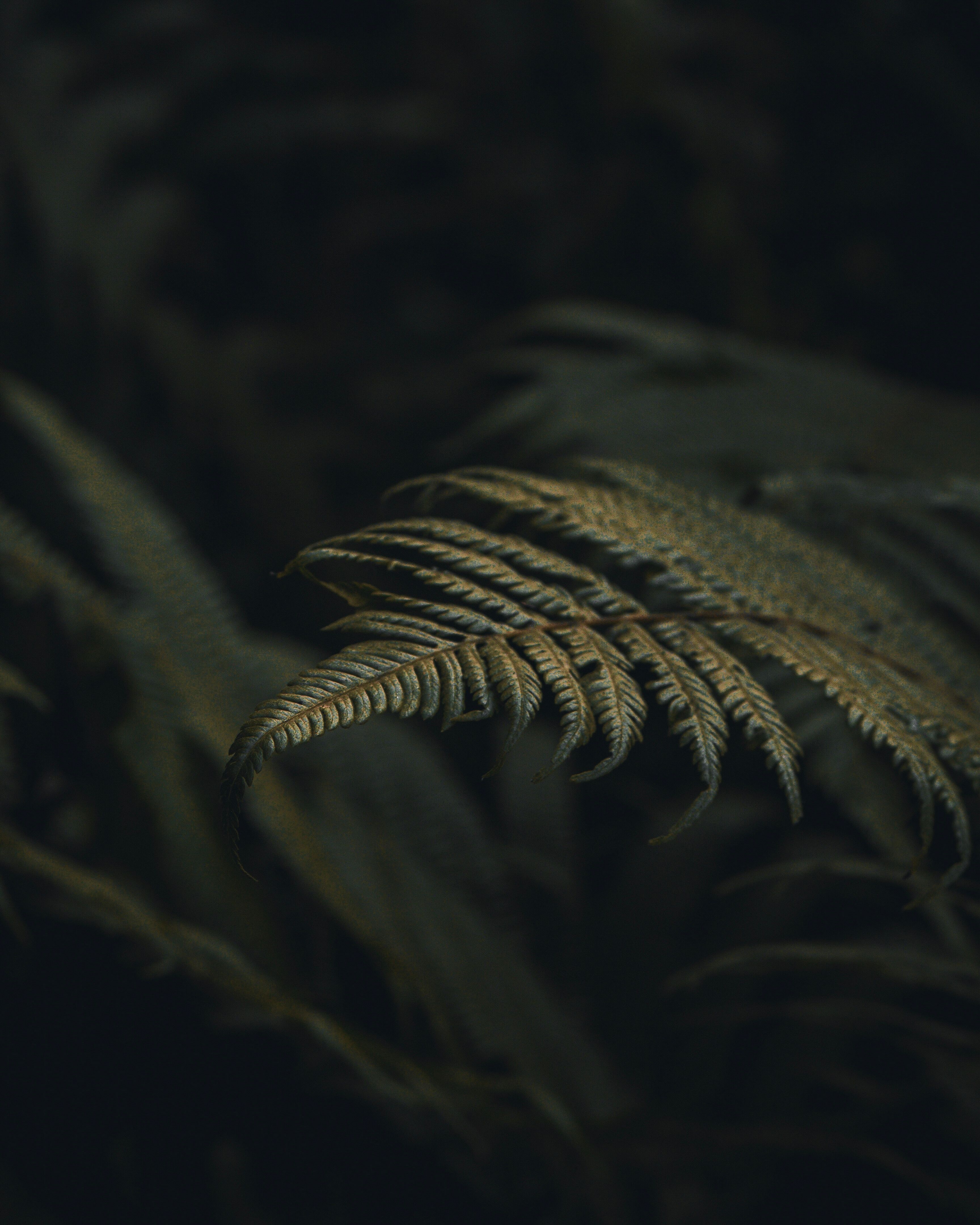 Person Standing Next to a Fern Plant · Free Stock Photo