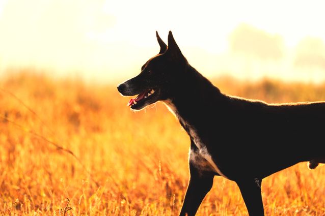 Talbot Dog Origins and Heraldic History Explained Simply