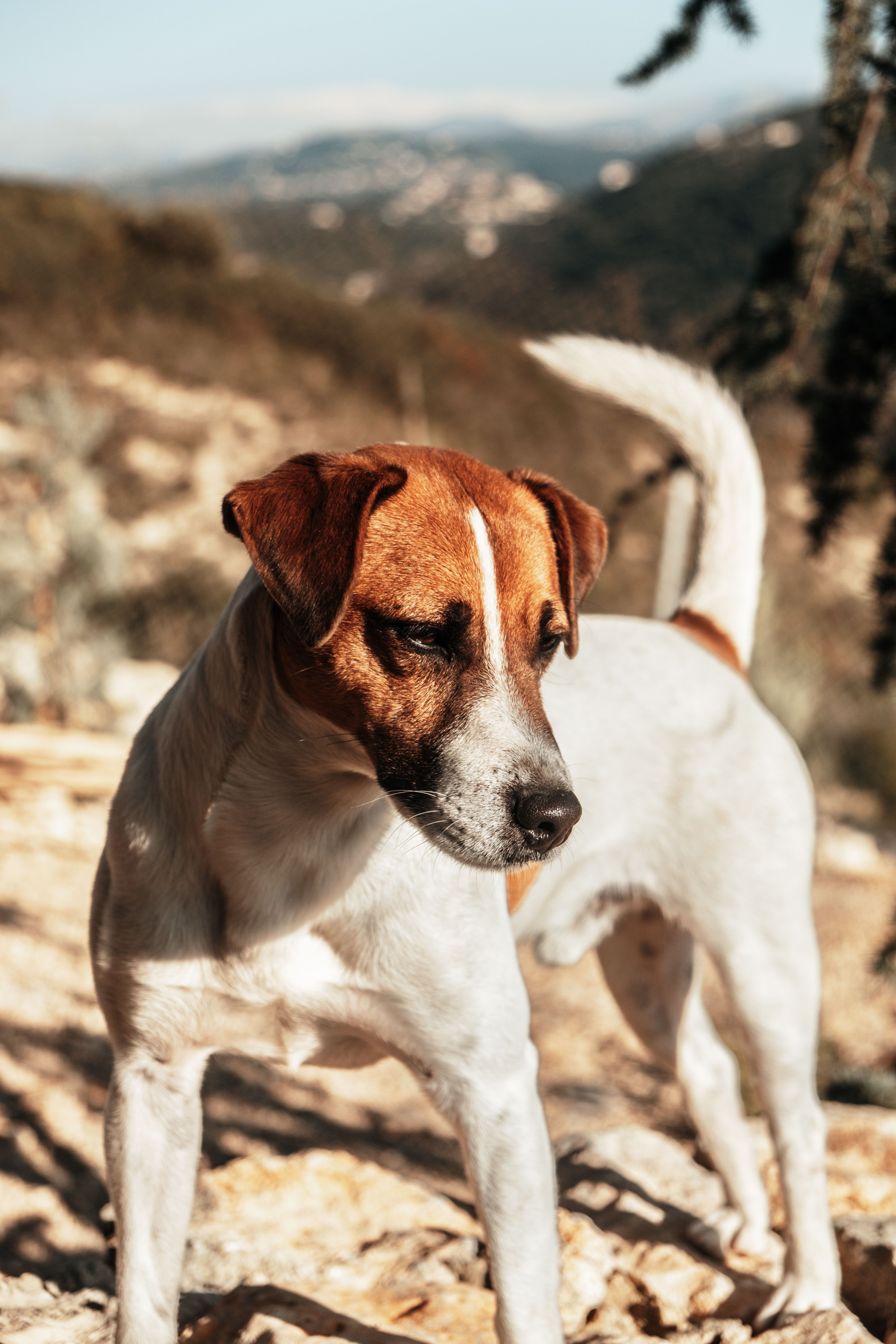 A Close-Up Shot of a Jack Russell Dog · Free Stock Photo