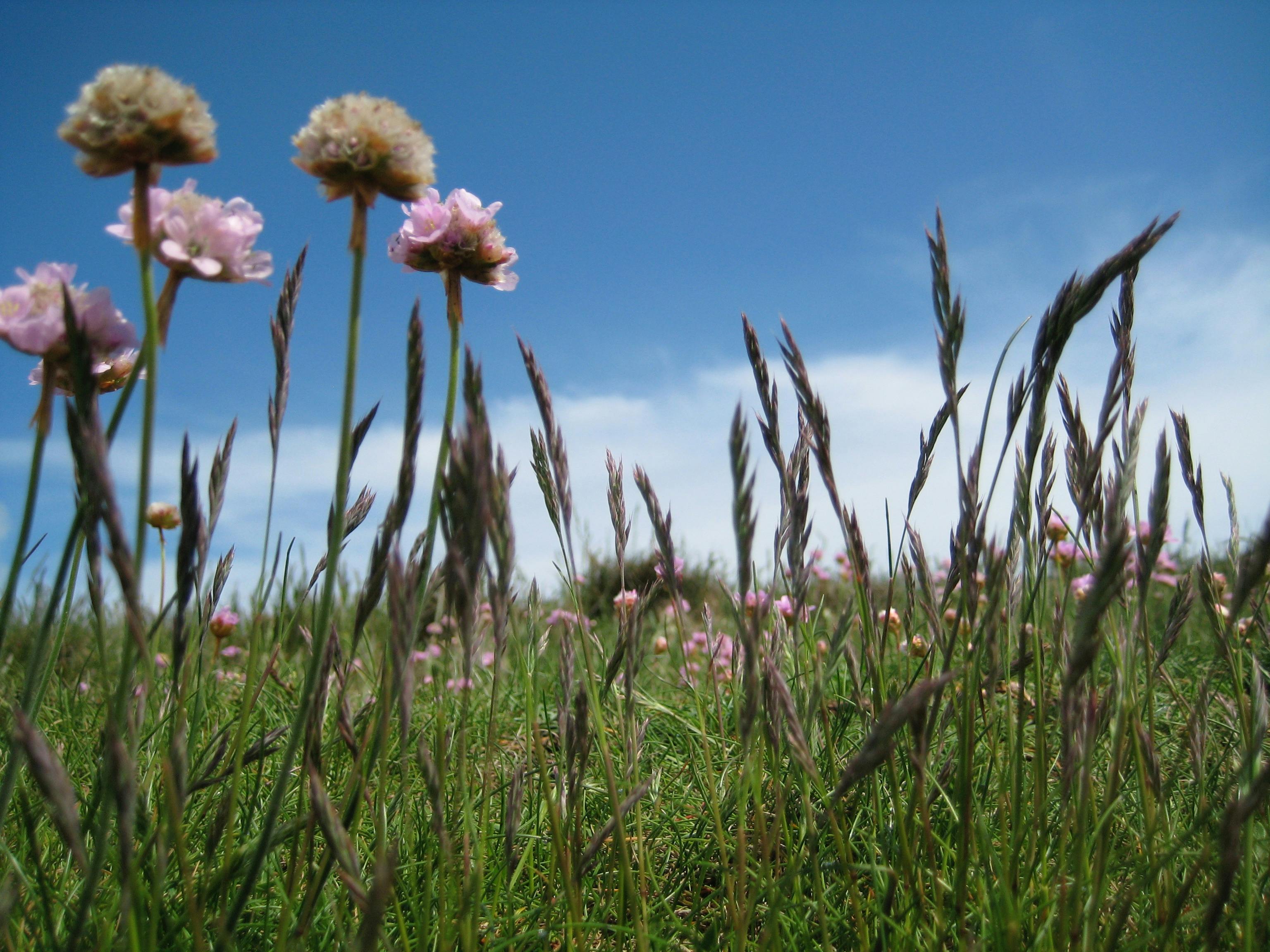 Pink Flower On Green Field Under White And Blue Sky During Daytime