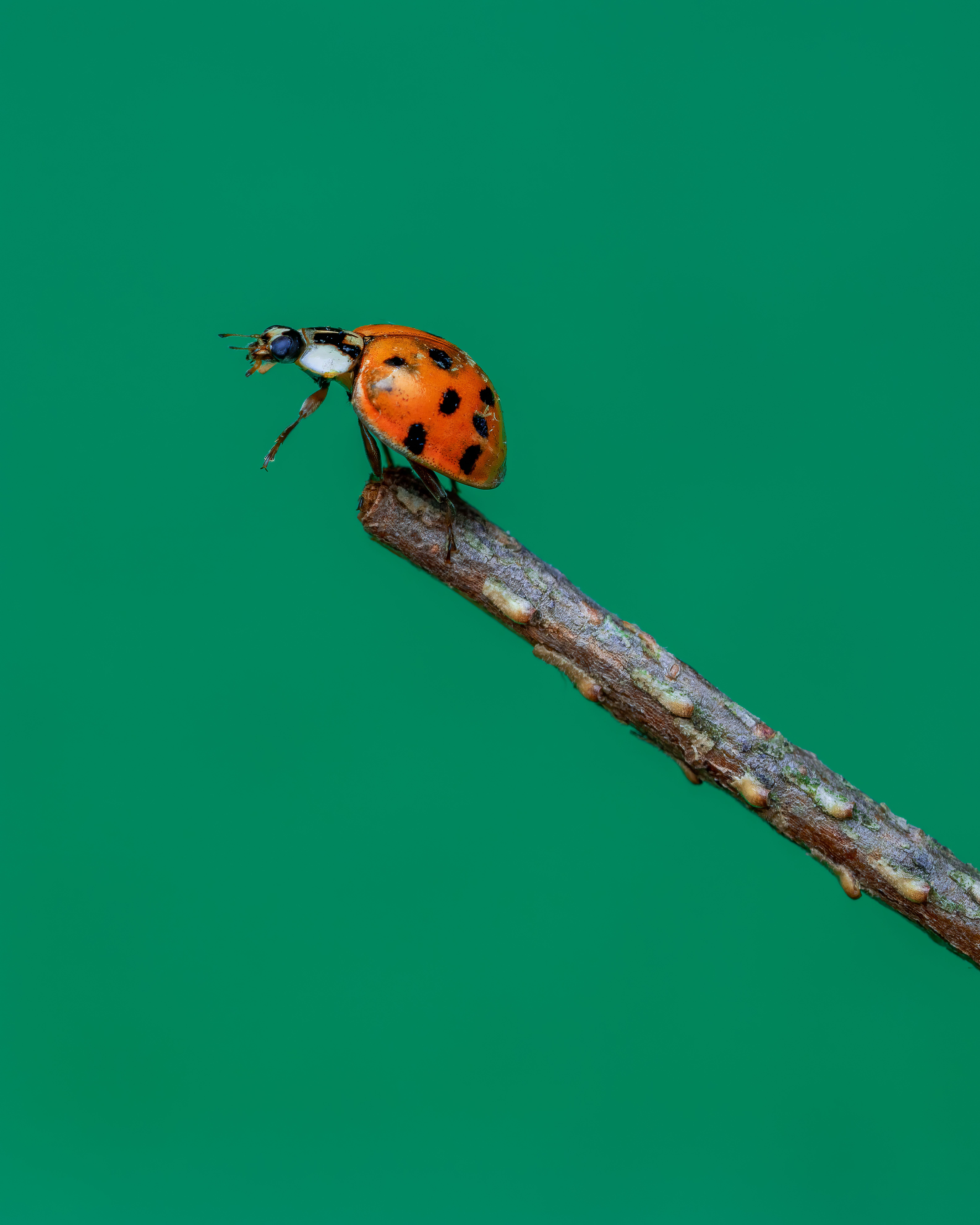 Small ladybug on thin dry branch · Free Stock Photo