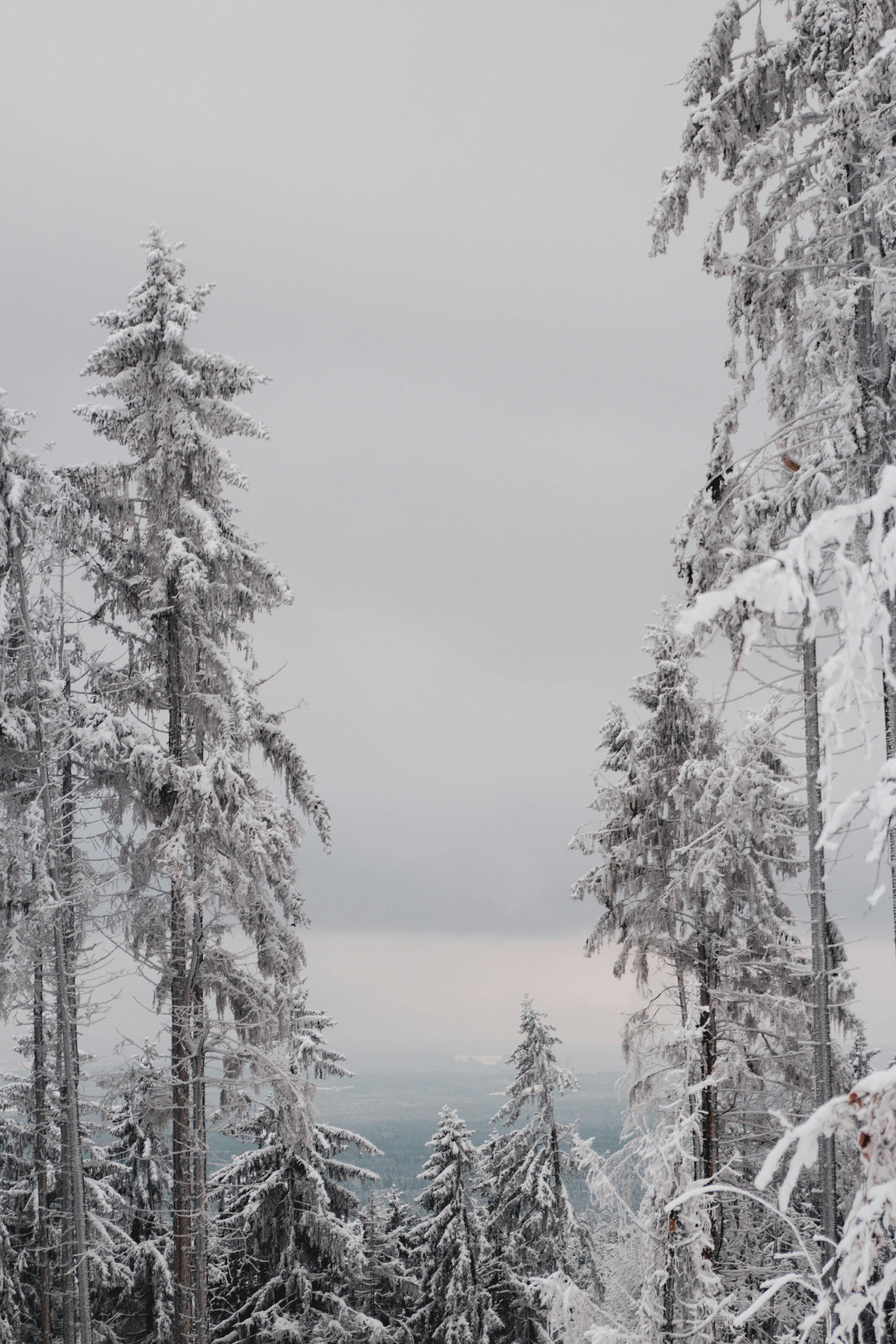 182,213+ Best Free Snow white Stock Photos & Images · 100% Royalty-Free ...