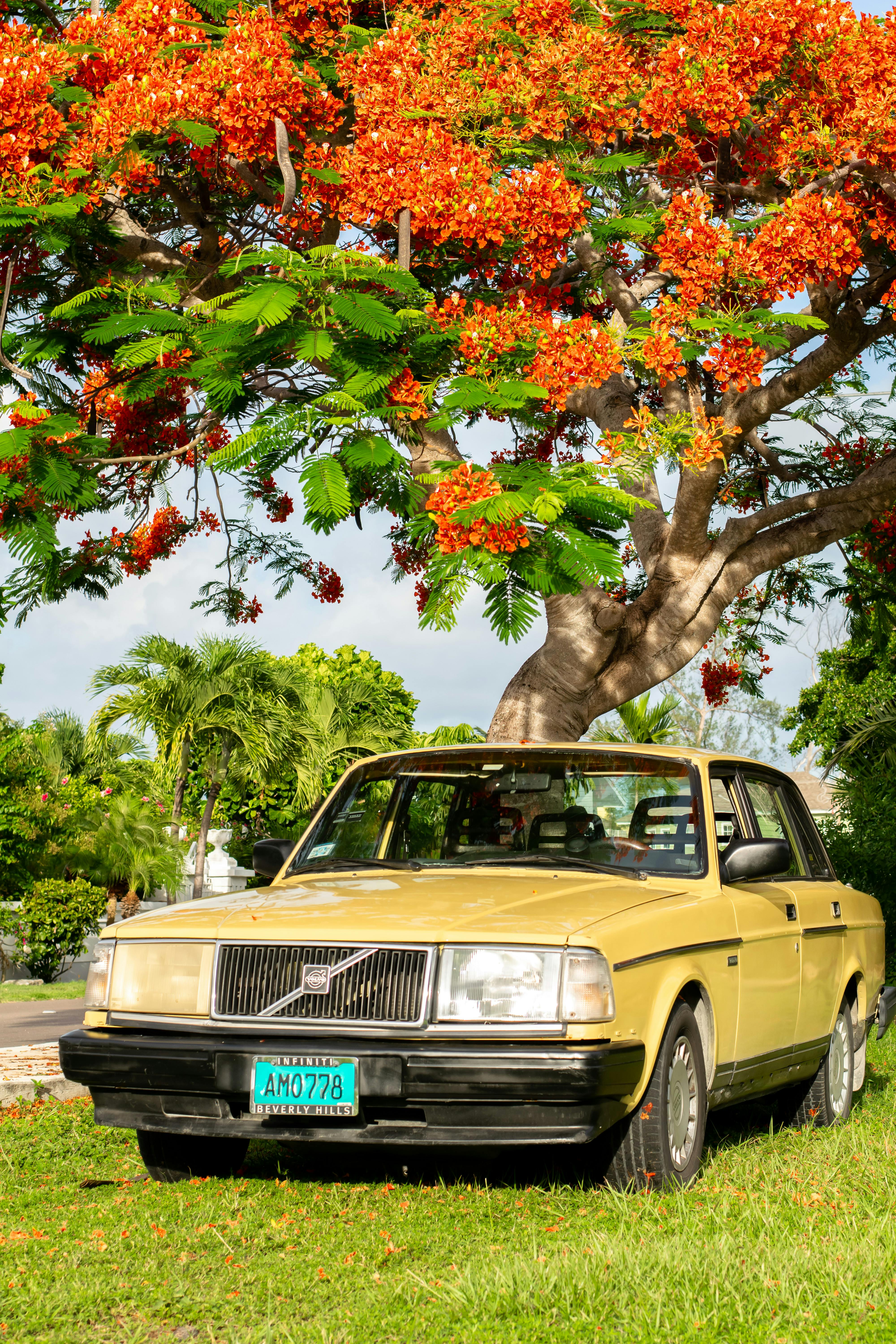 A Vintage Car Parked under a Tree · Free Stock Photo