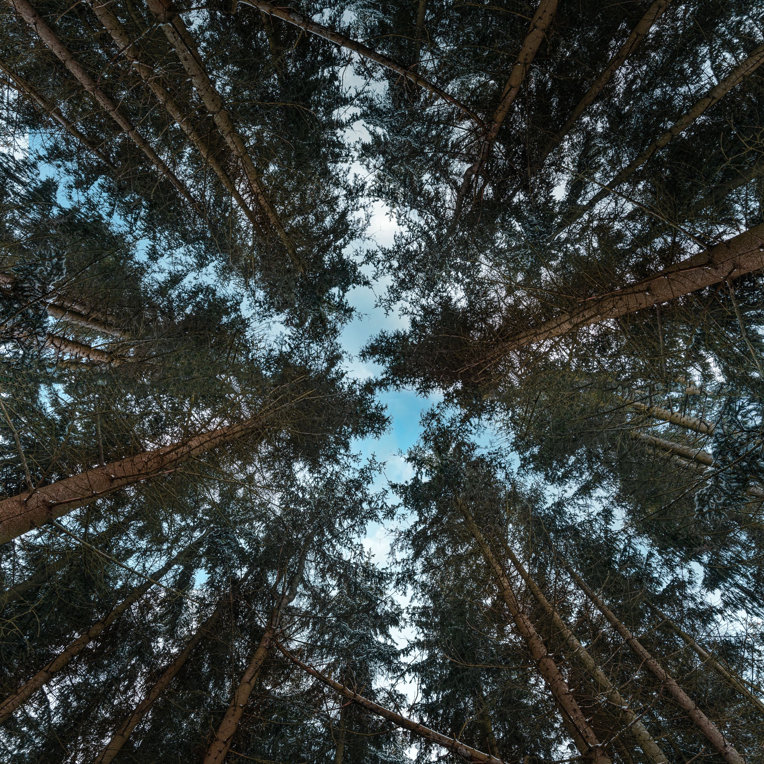Worms Eye View Of Grass · Free Stock Photo