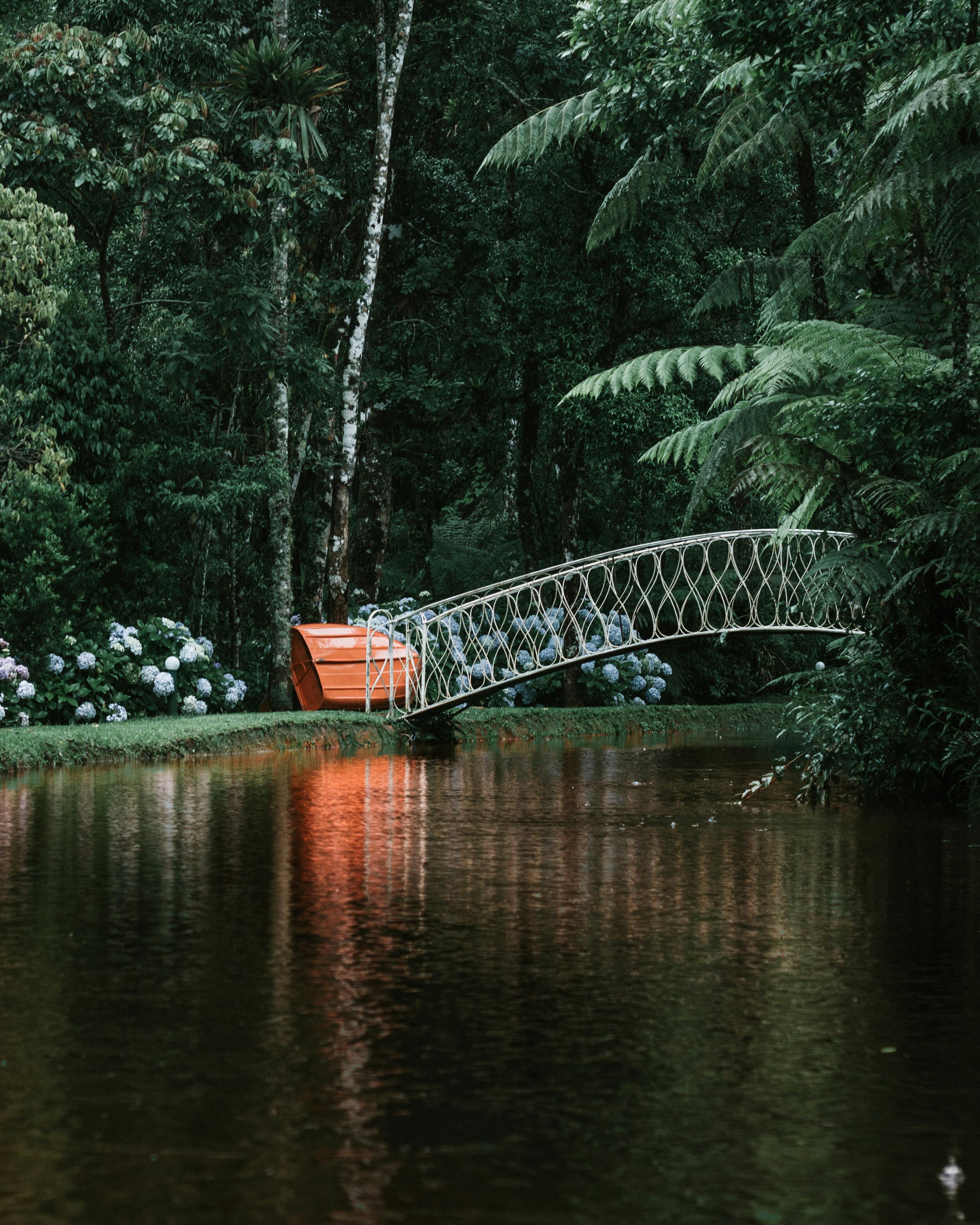 Green Leafed Tree Beside Body of Water during Daytime · Free Stock Photo