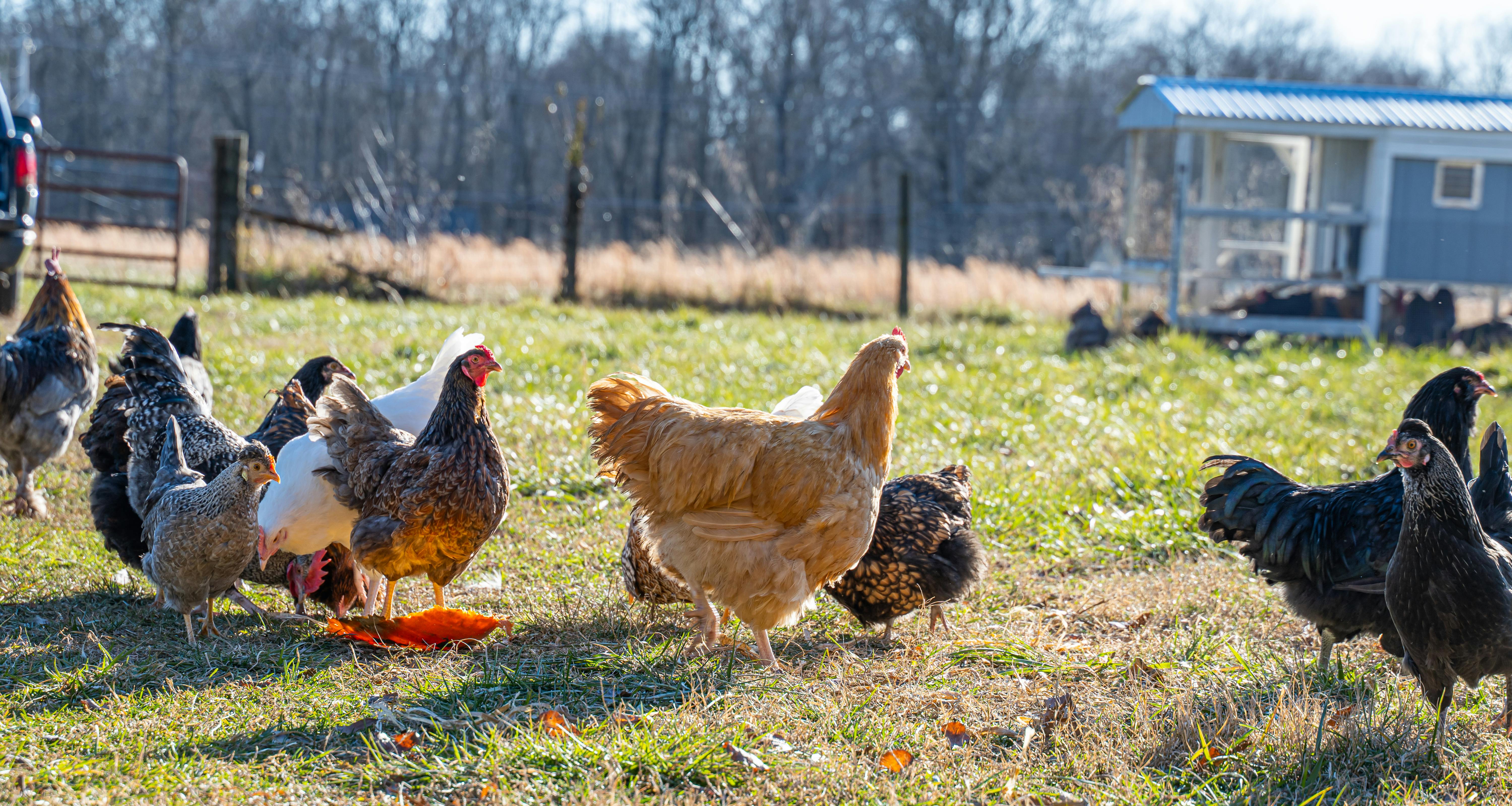 Chickens on a Grassy Field · Free Stock Photo