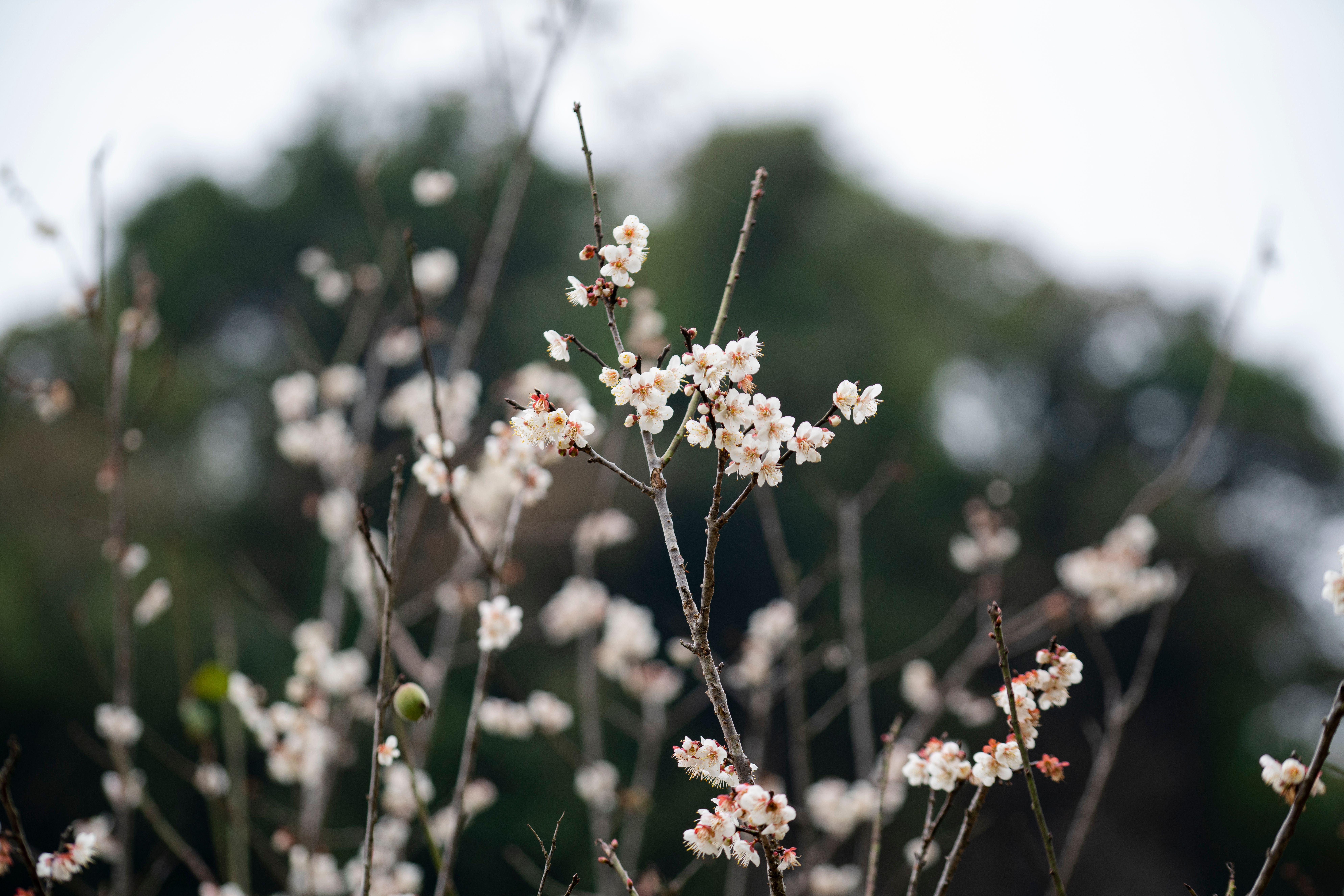 Blooming flowers on thin branches of shrub · Free Stock Photo