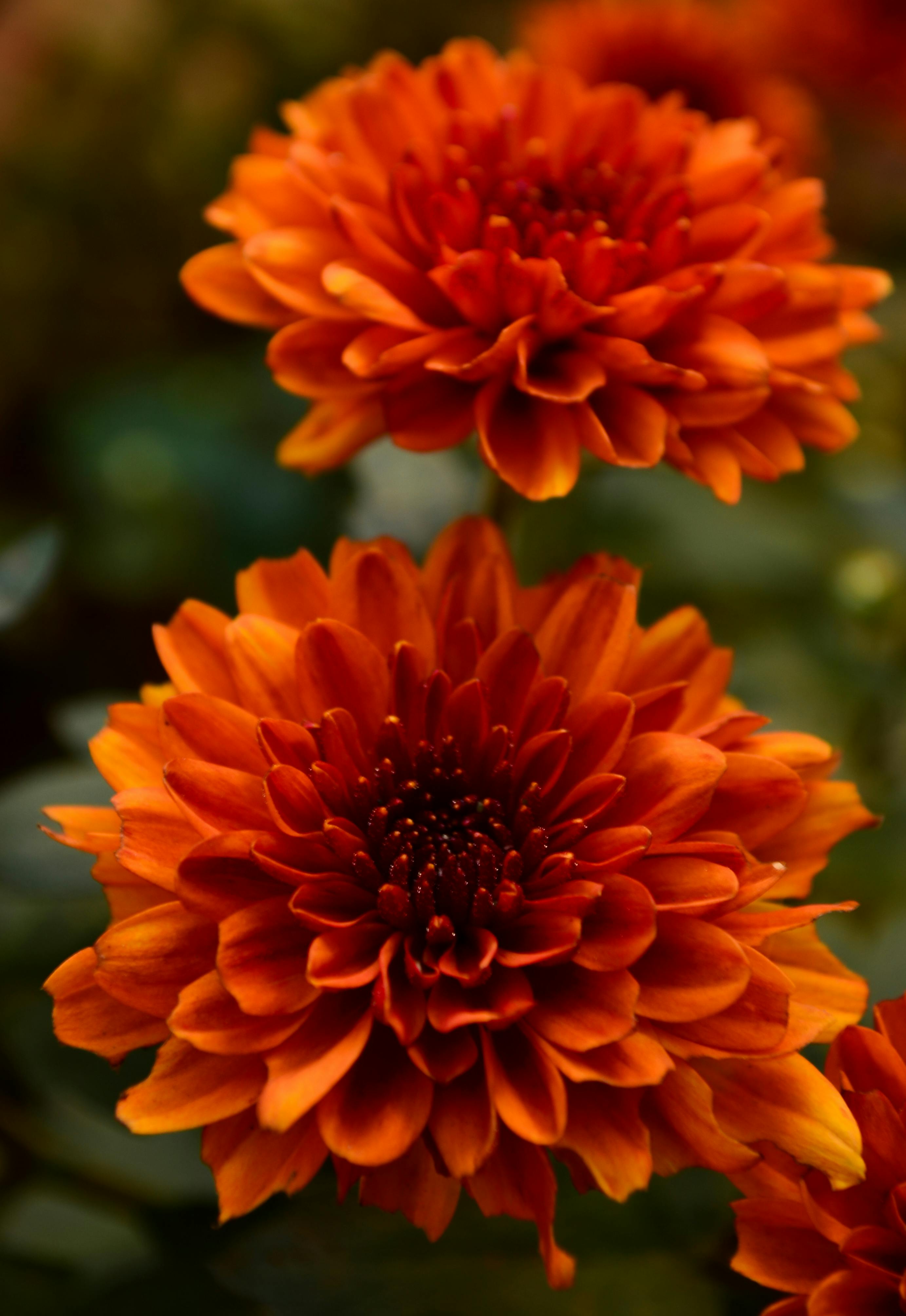Photo of Red and White Petaled Flowers · Free Stock Photo