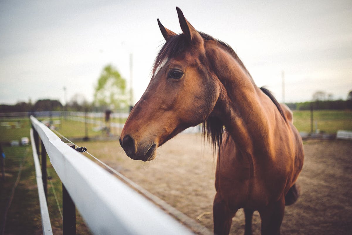 Australian Horses: Rich History, Versatile Uses