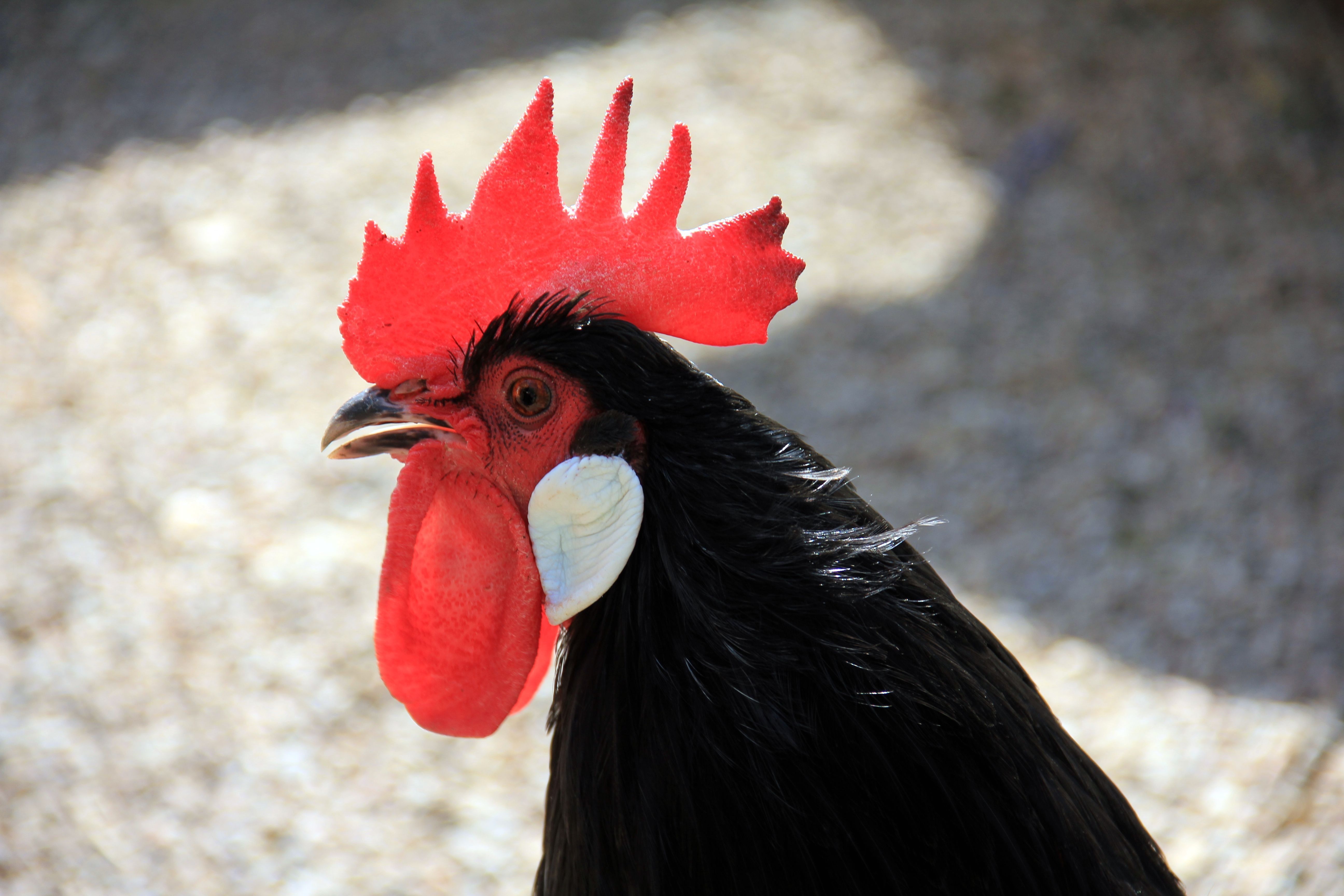 10+ Amazing Rooster Photos · Pexels · Free Stock Photos