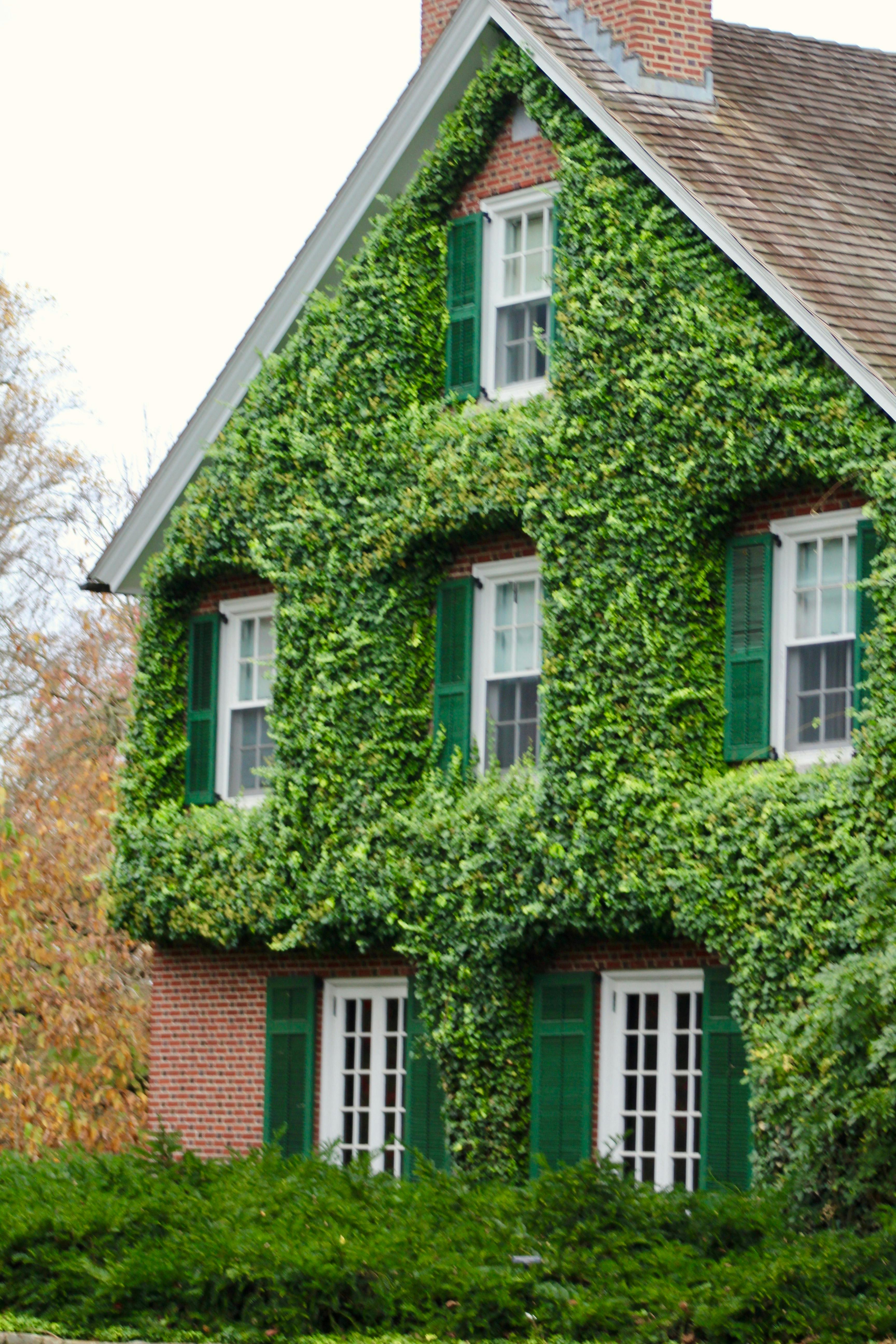 Photo of a Building Covered with Lush Vines · Free Stock Photo