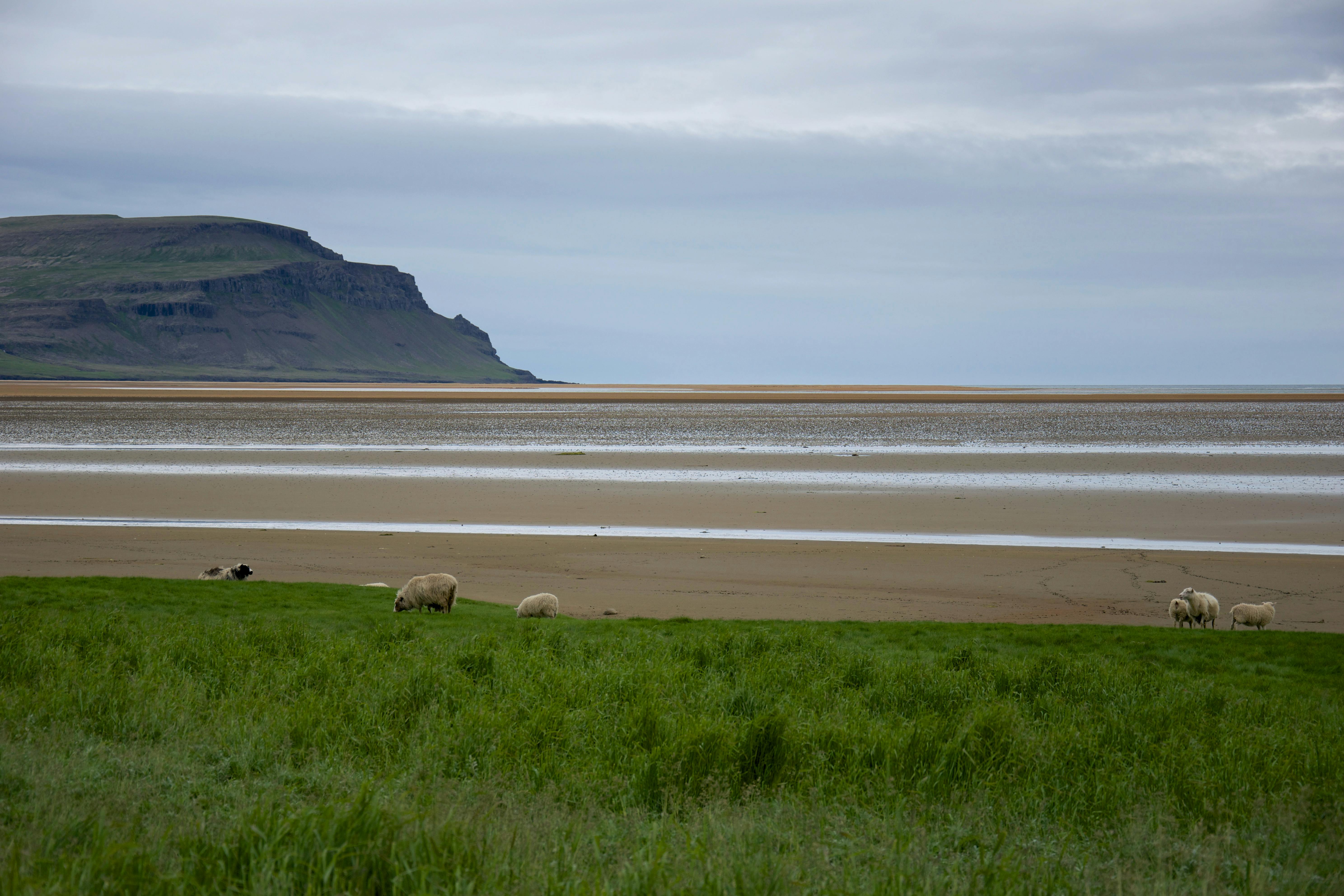 Sea Sheep Photos, Download The BEST Free Sea Sheep Stock Photos & HD Images