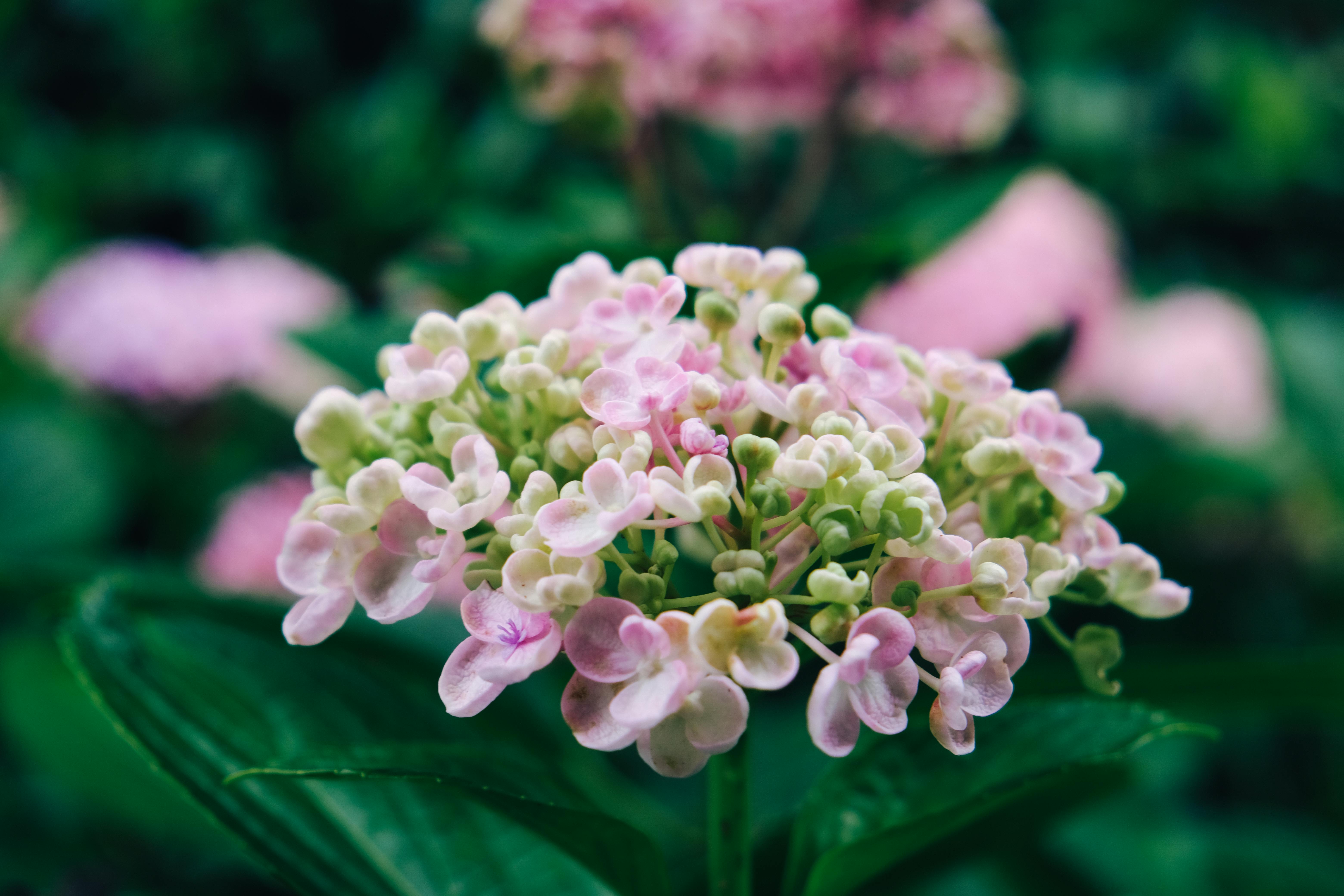 Close-Up Shot of Hydrangea Flowers in Bloom · Free Stock Photo