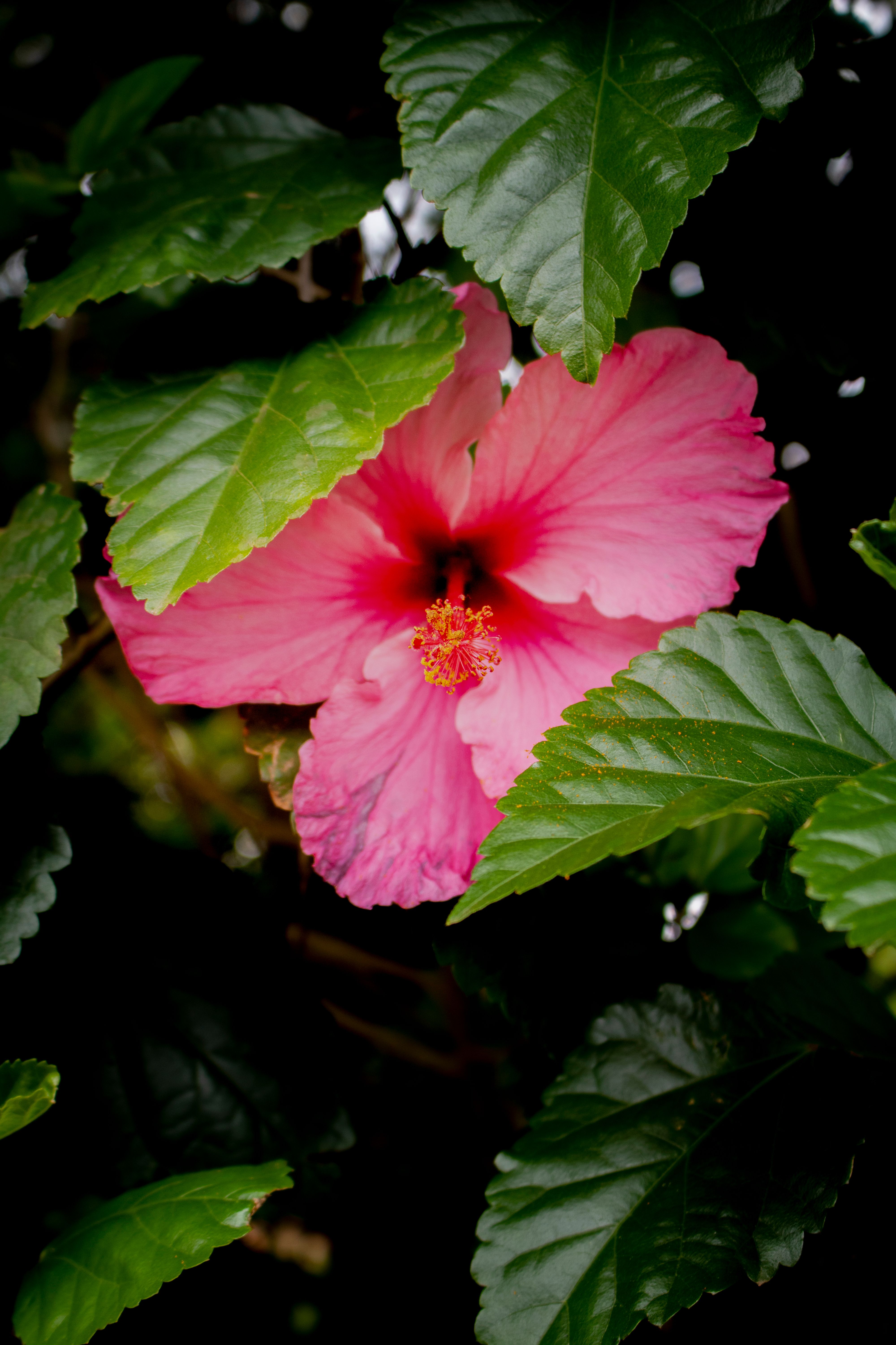 Close-Up Photography of Hibiscus Flowers · Free Stock Photo