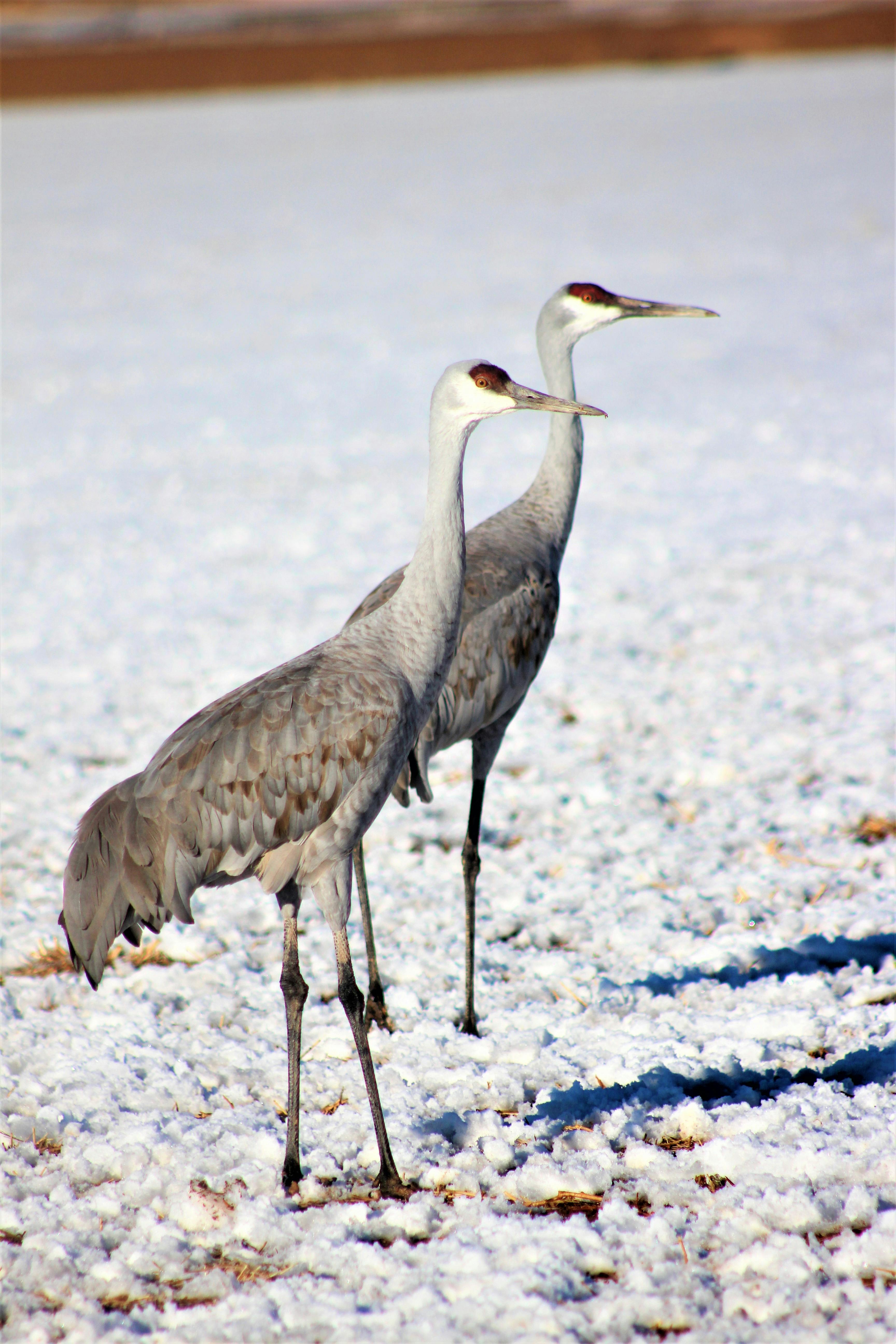 Birds Legs Photos, Download The BEST Free Birds Legs Stock Photos & HD ...