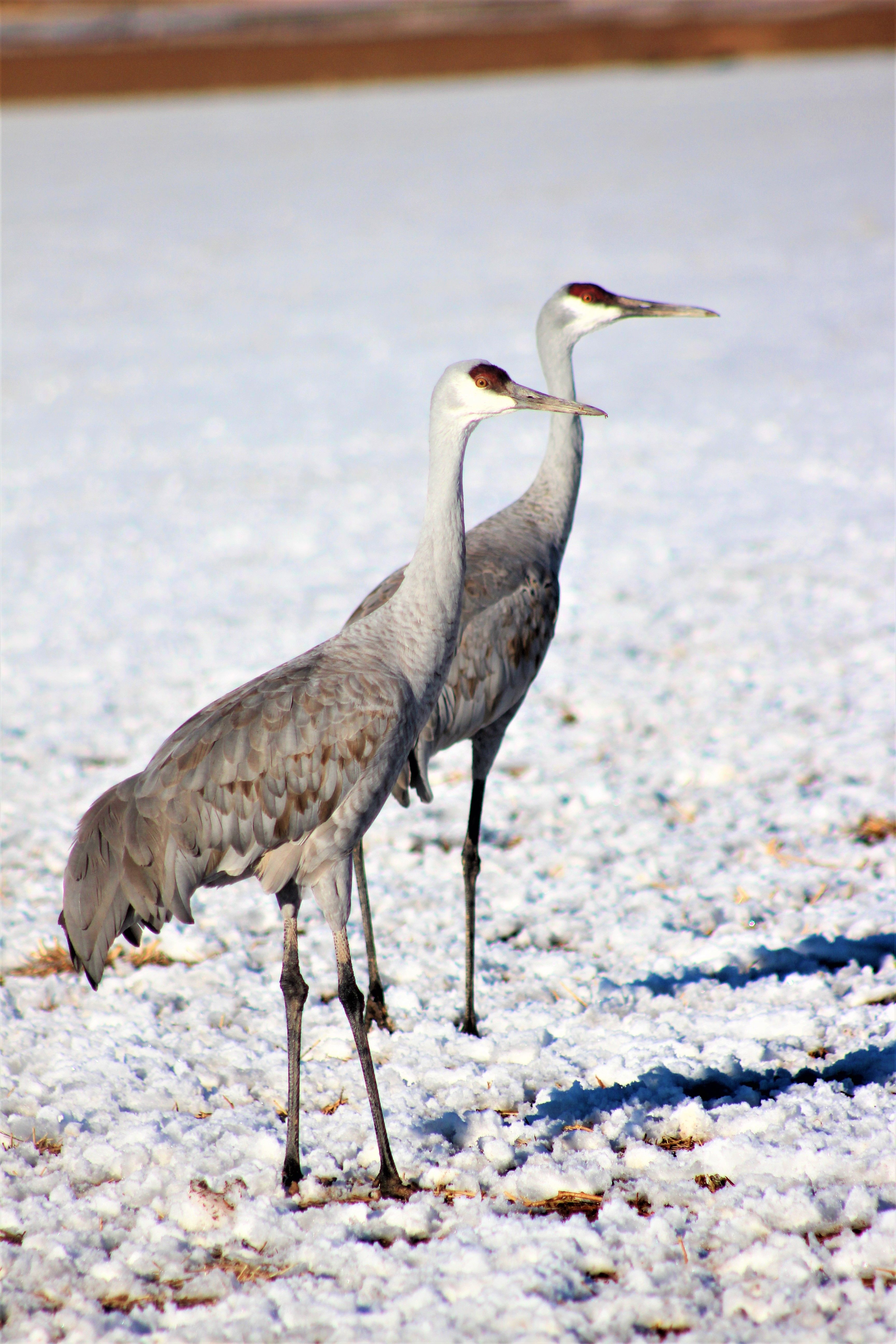 Bird with Long Neck · Free Stock Photo