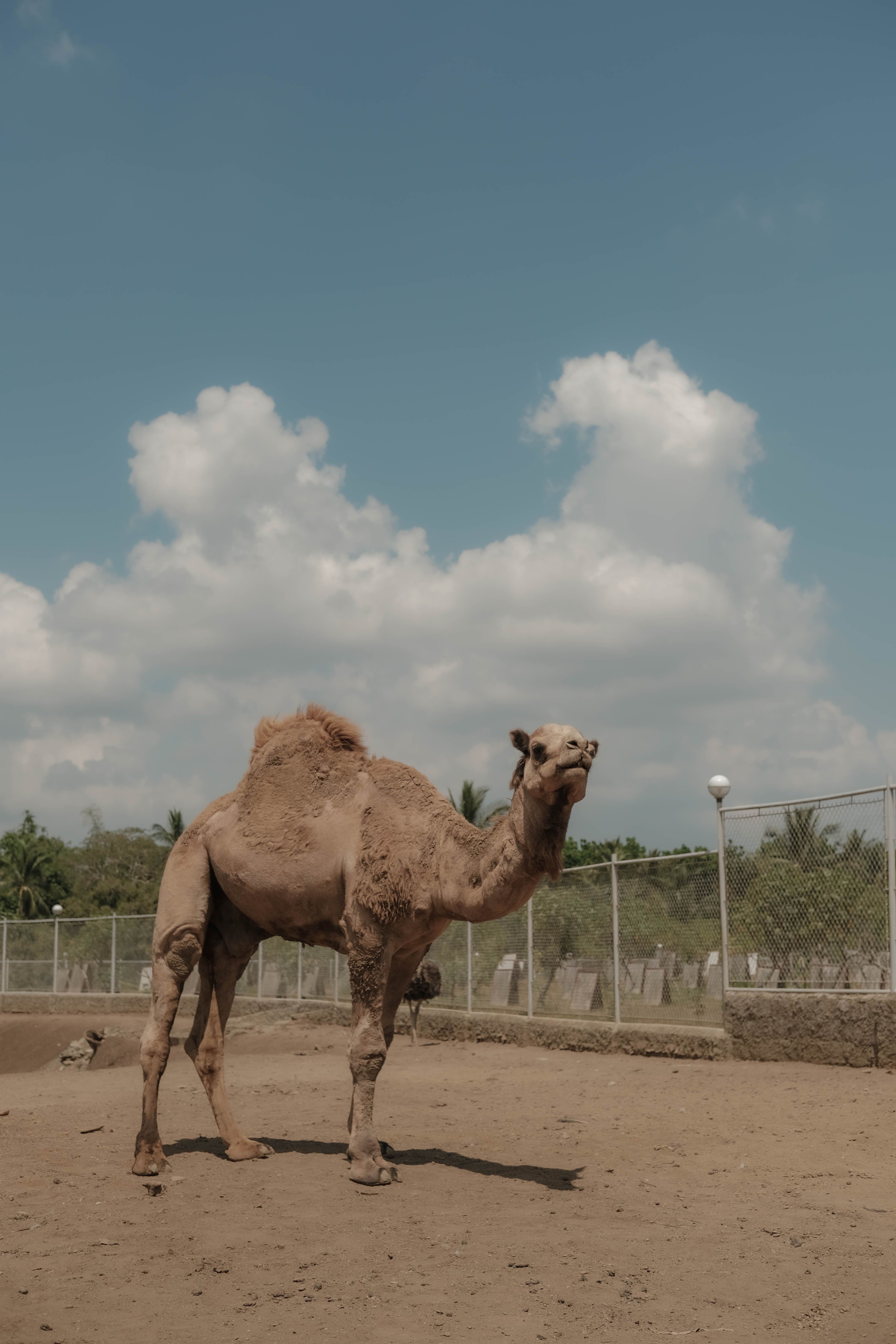 A Mongolian Camel Standing in The Grass · Free Stock Photo