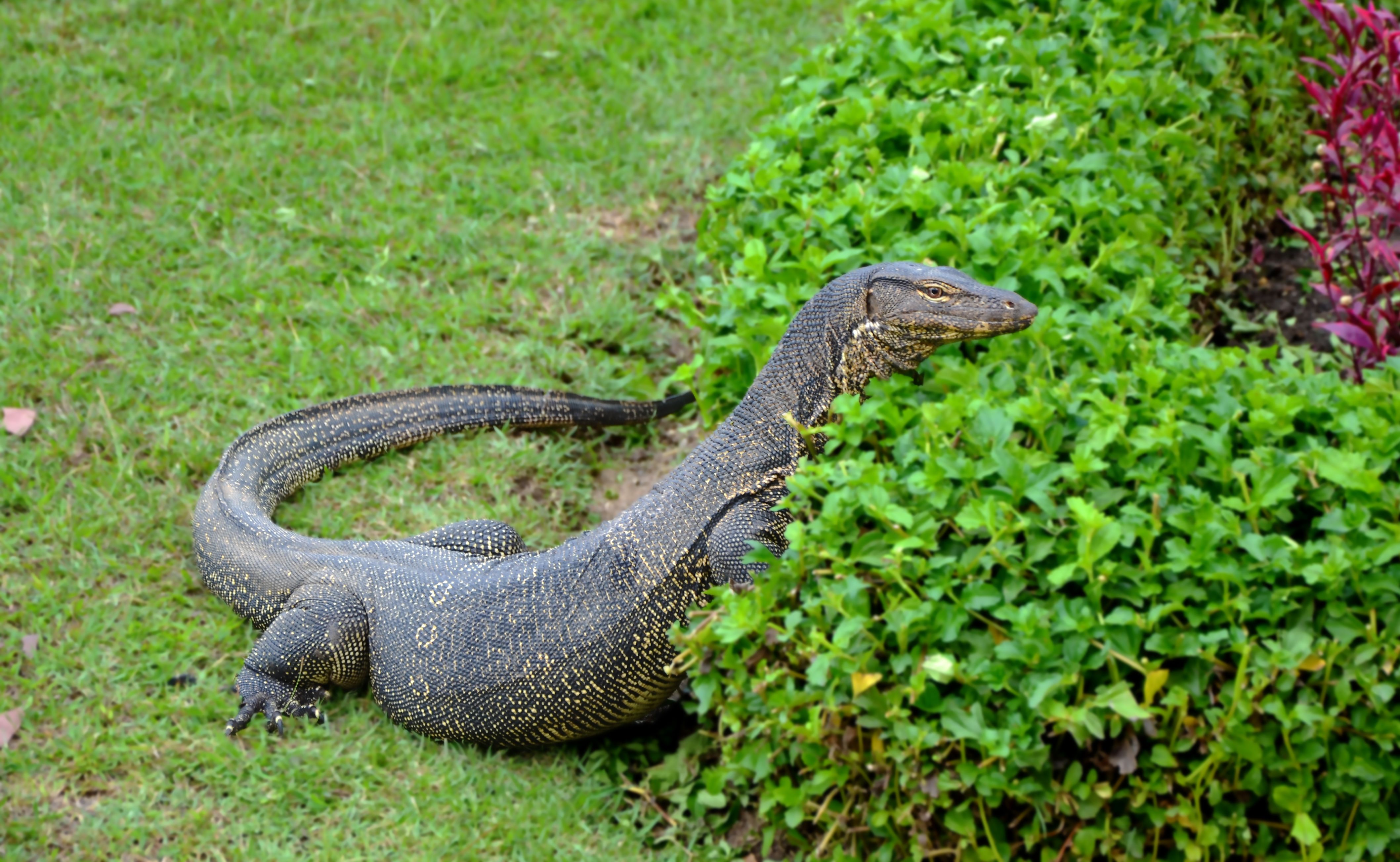 Juvenile Monitor Lizard Photos, Download Free Juvenile Monitor Lizard ...