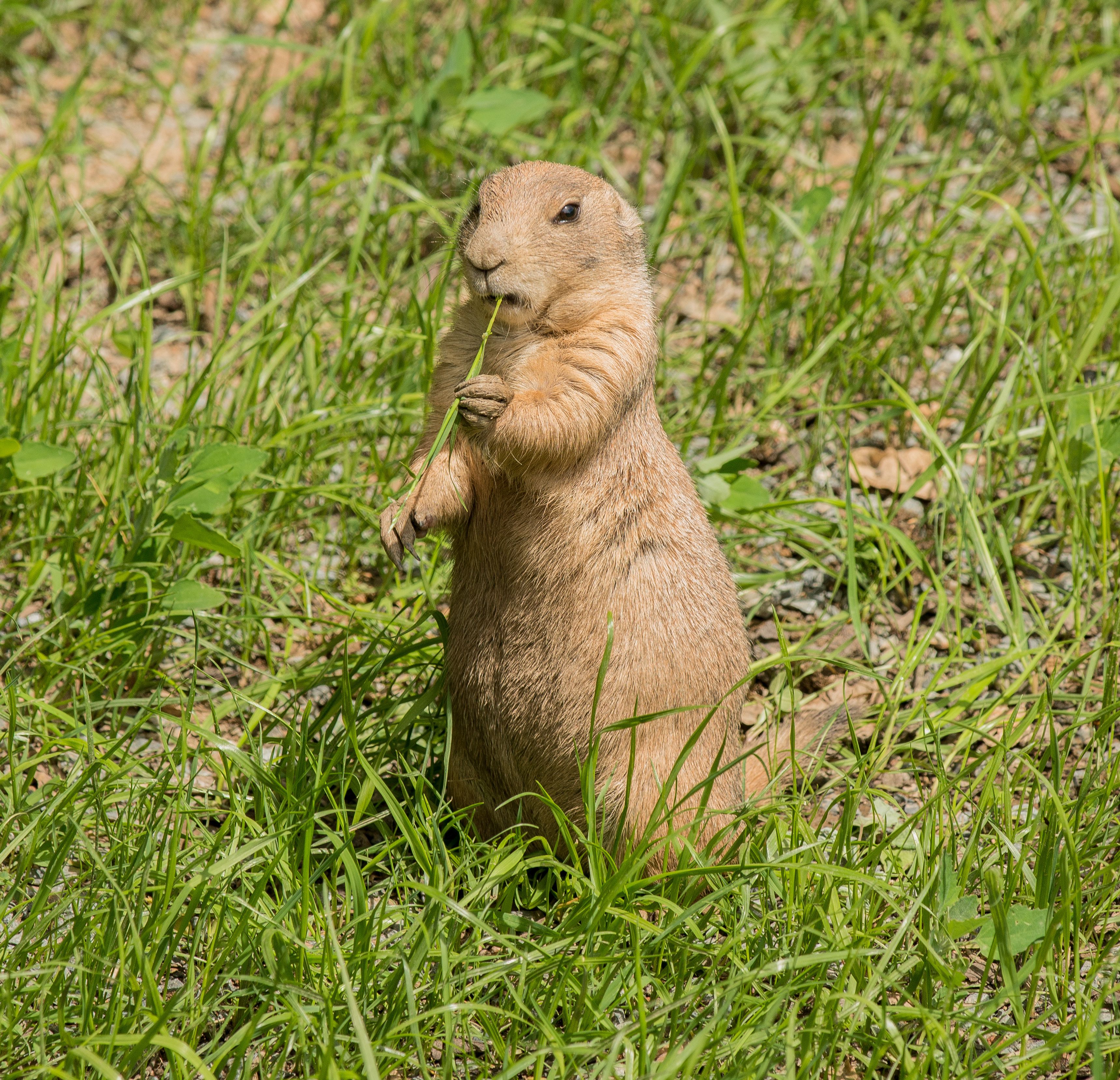 Brown Rodent on Green Grass · Free Stock Photo