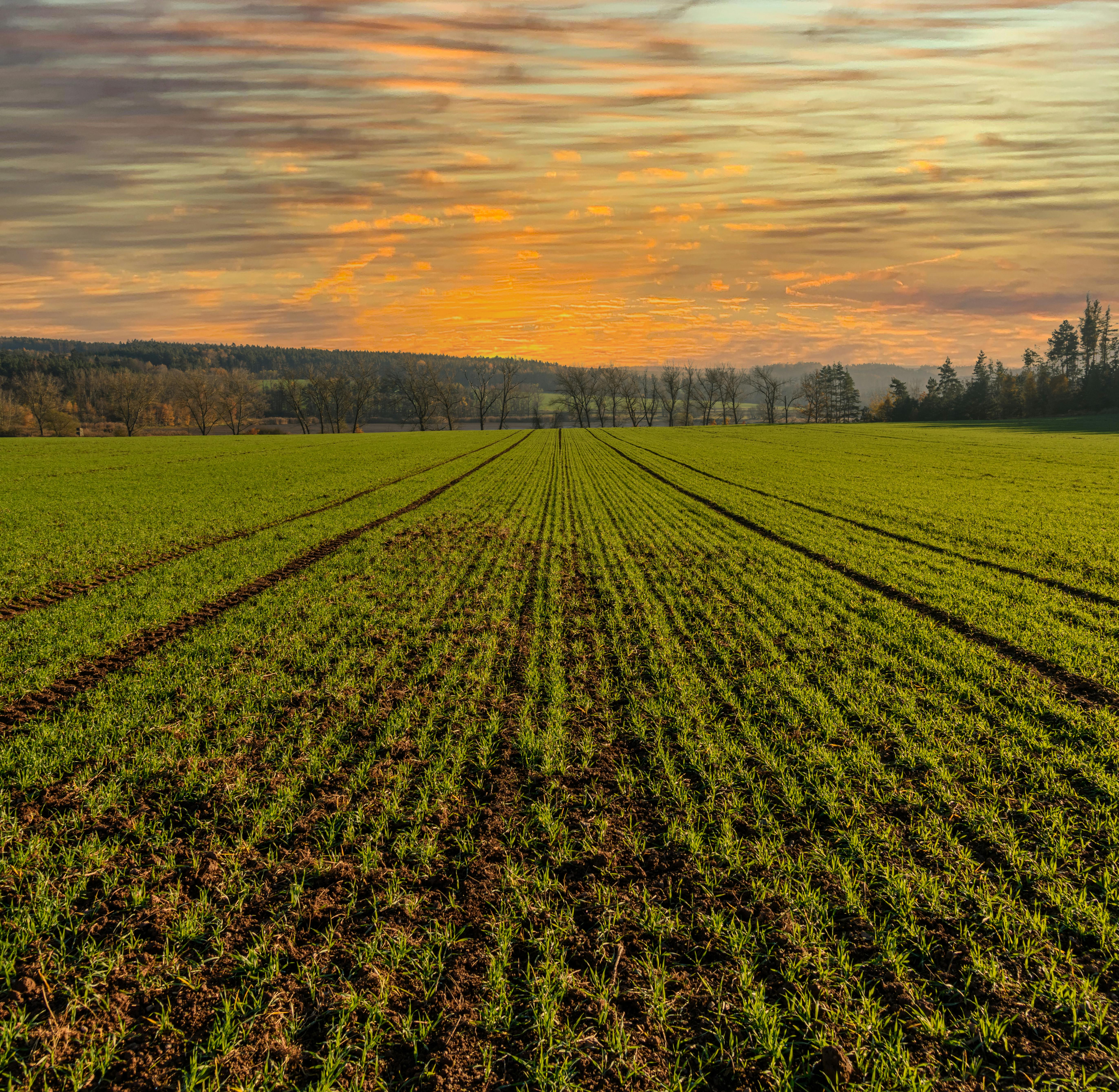 A Green Cropland at Dusk · Free Stock Photo