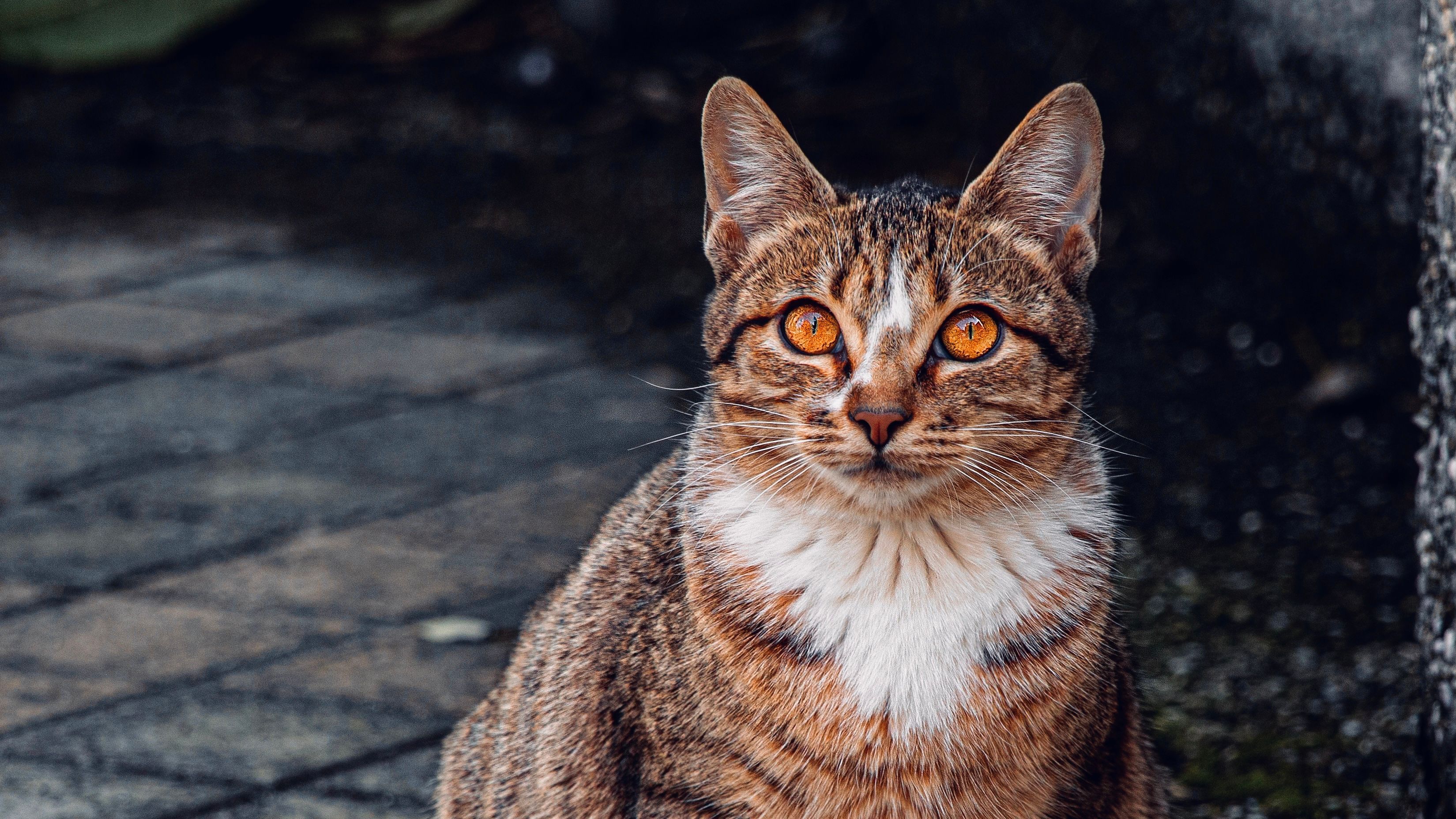 Furry Tabby Cat · Free Stock Photo