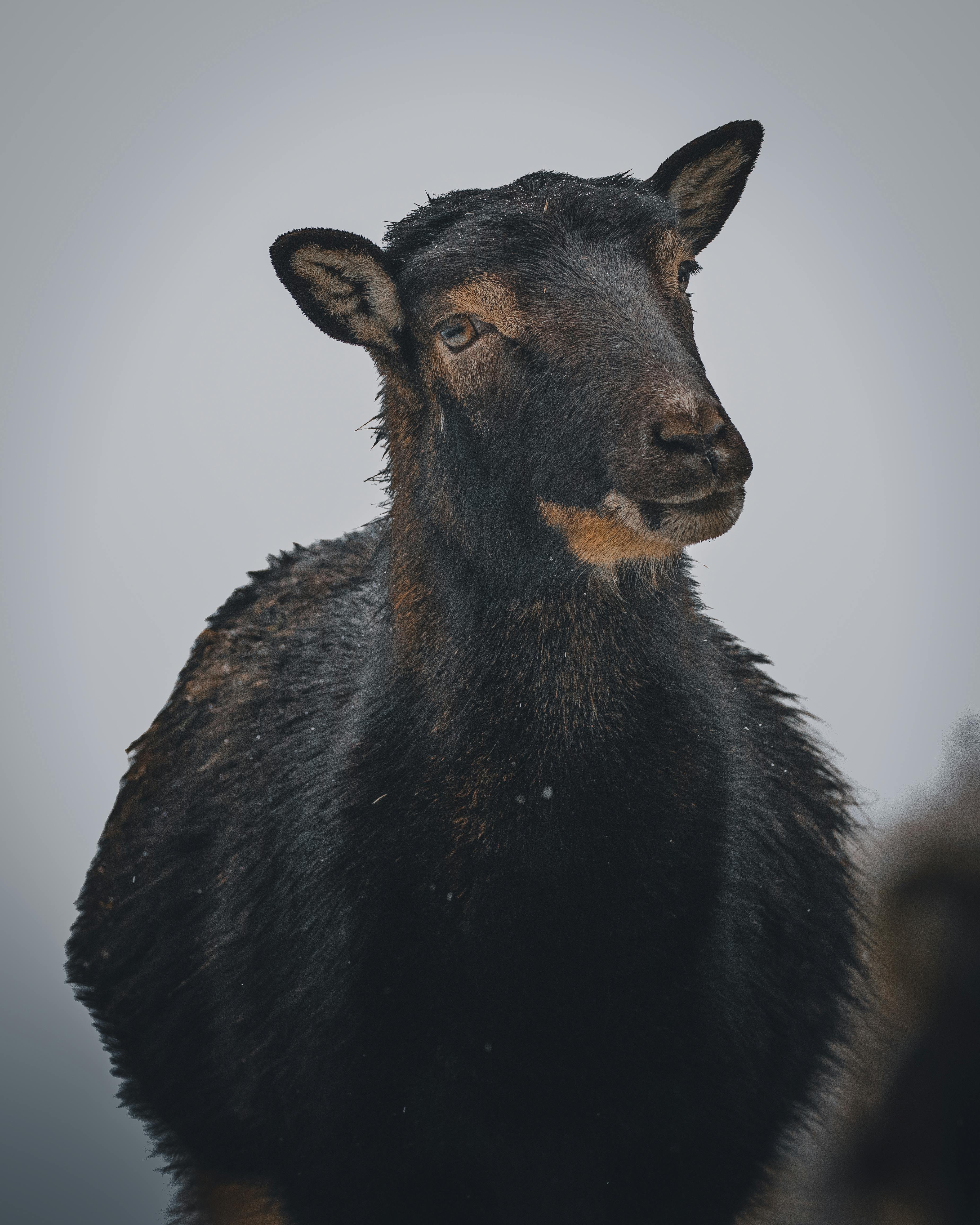 Rajasthani Goat Stock Photos, Download The BEST Free Rajasthani Goat ...