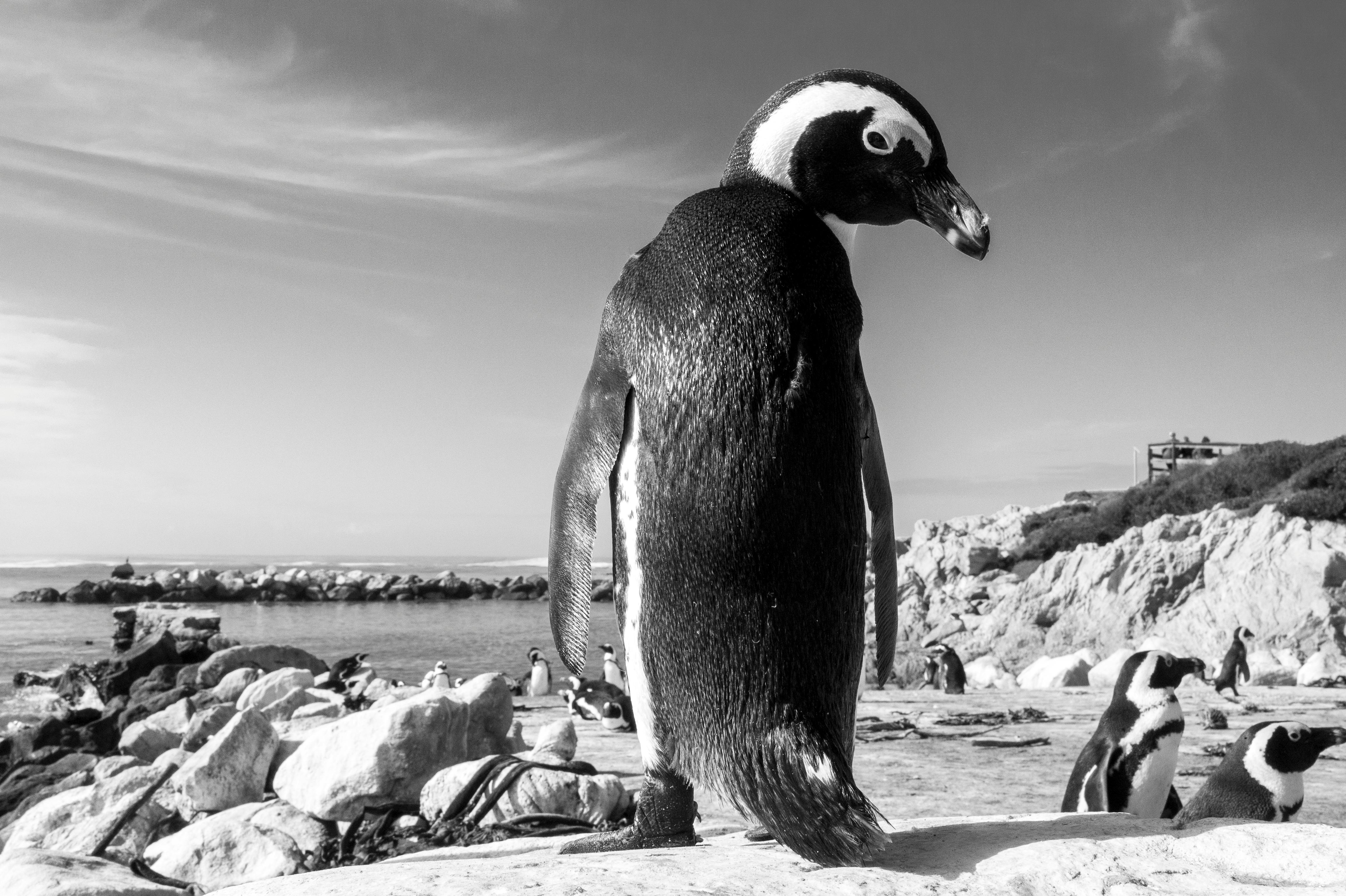 Penguin Portrait Photos, Download The BEST Free Penguin Portrait Stock ...