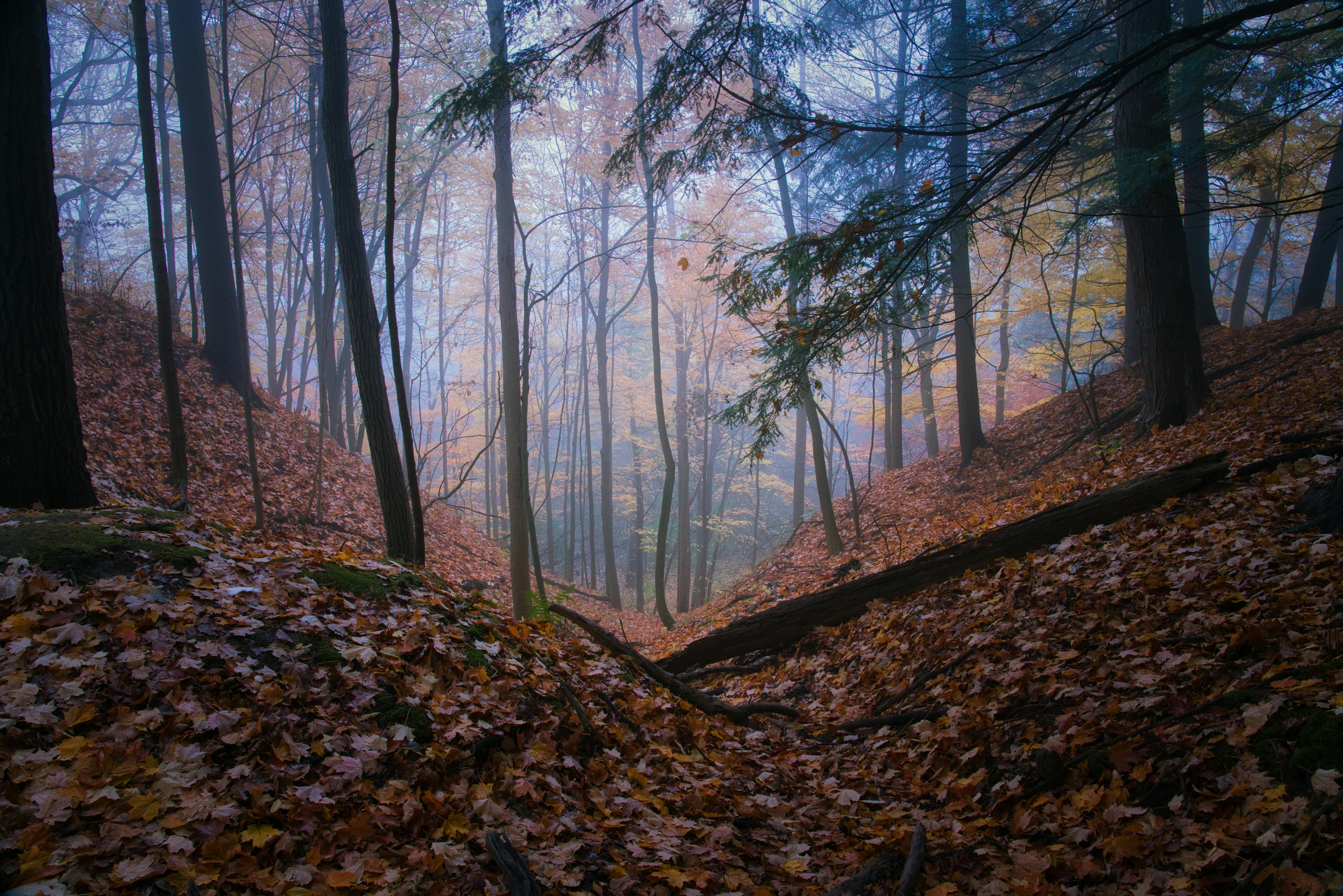 Scenic View of Forest · Free Stock Photo