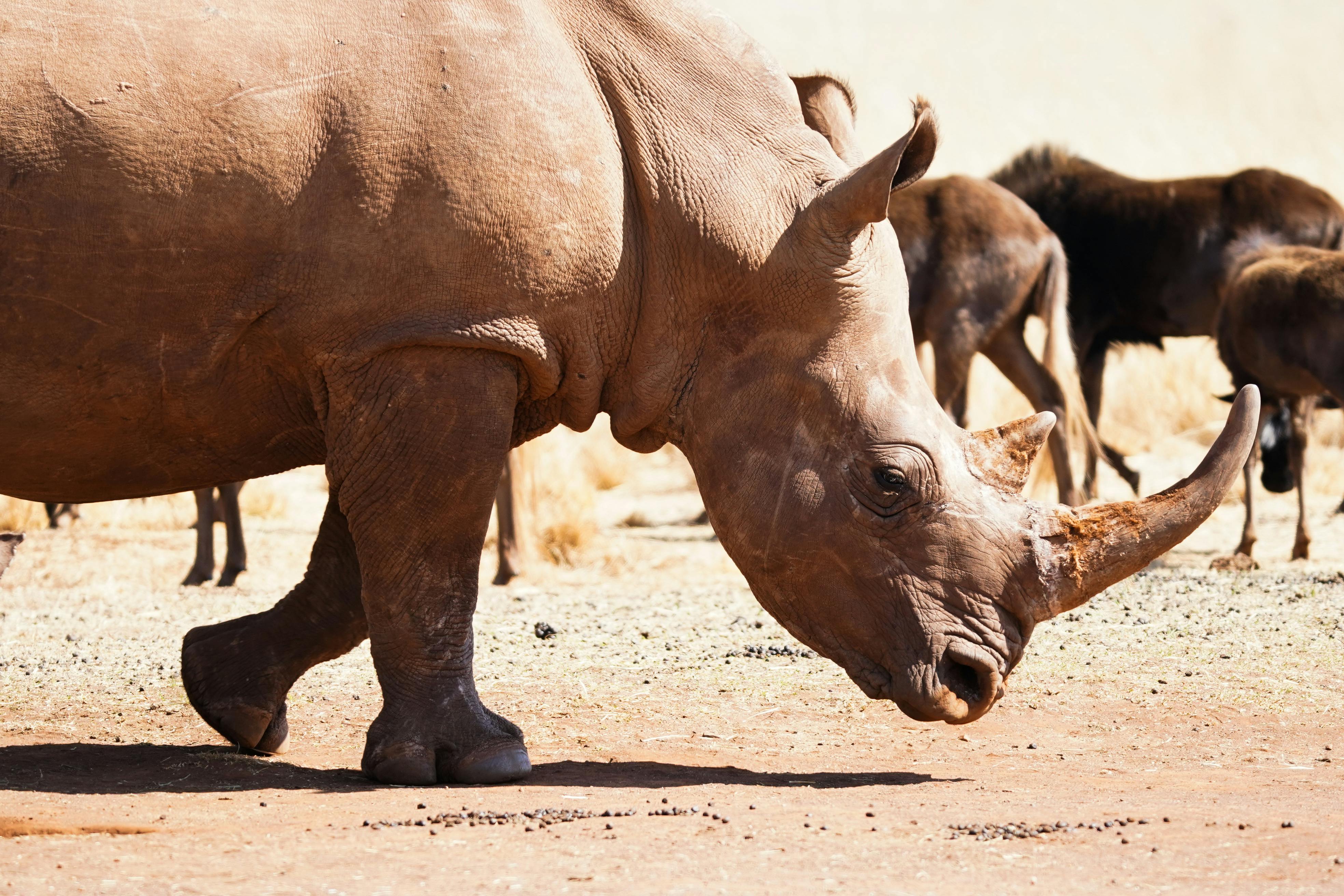 100+ Best Rhino Photos · 100% Free Download · Pexels Stock Photos